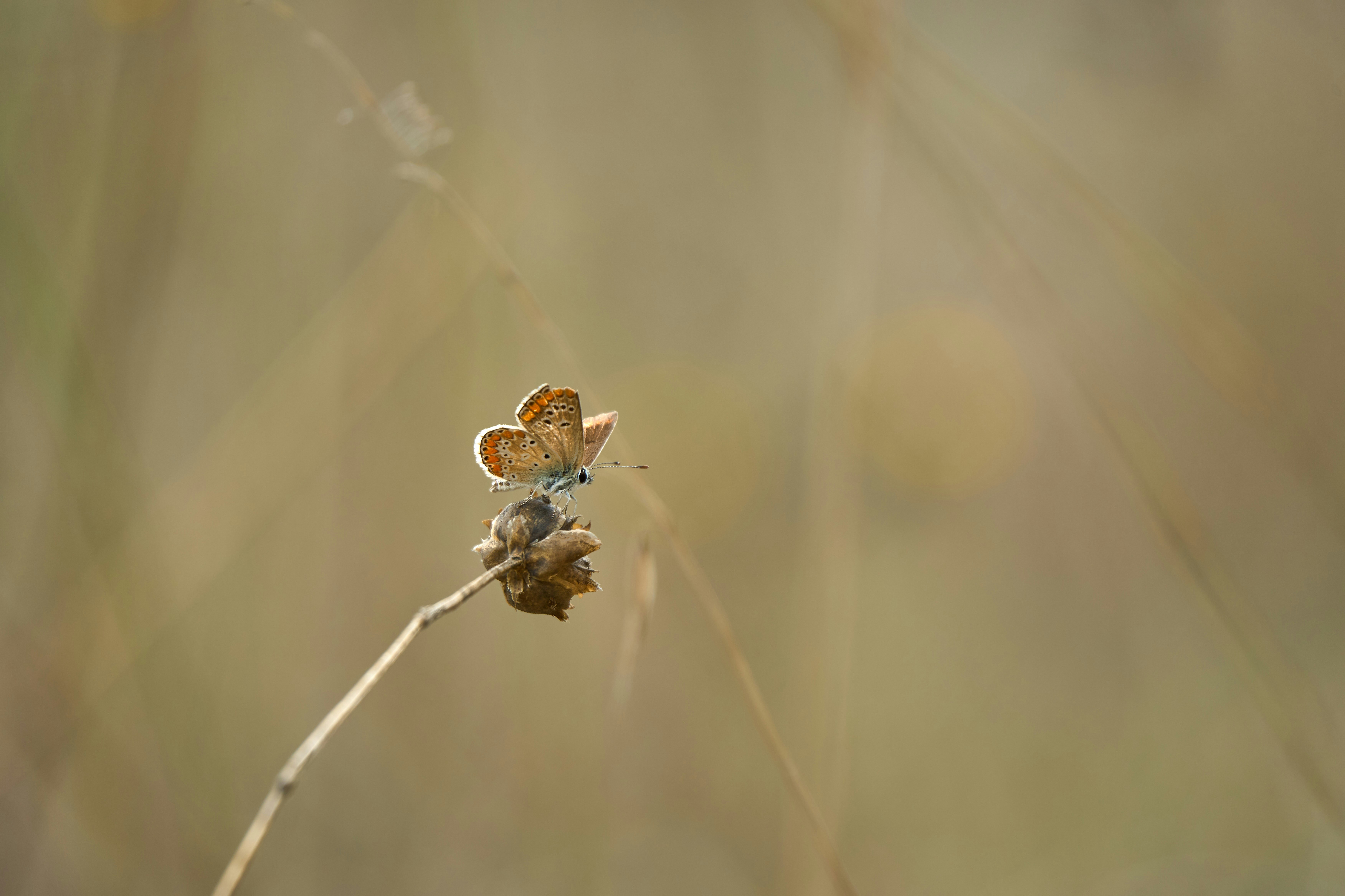 Amber-Winged Moment: Butterfly Perched on a Dried Seedpod in Warm Backlight