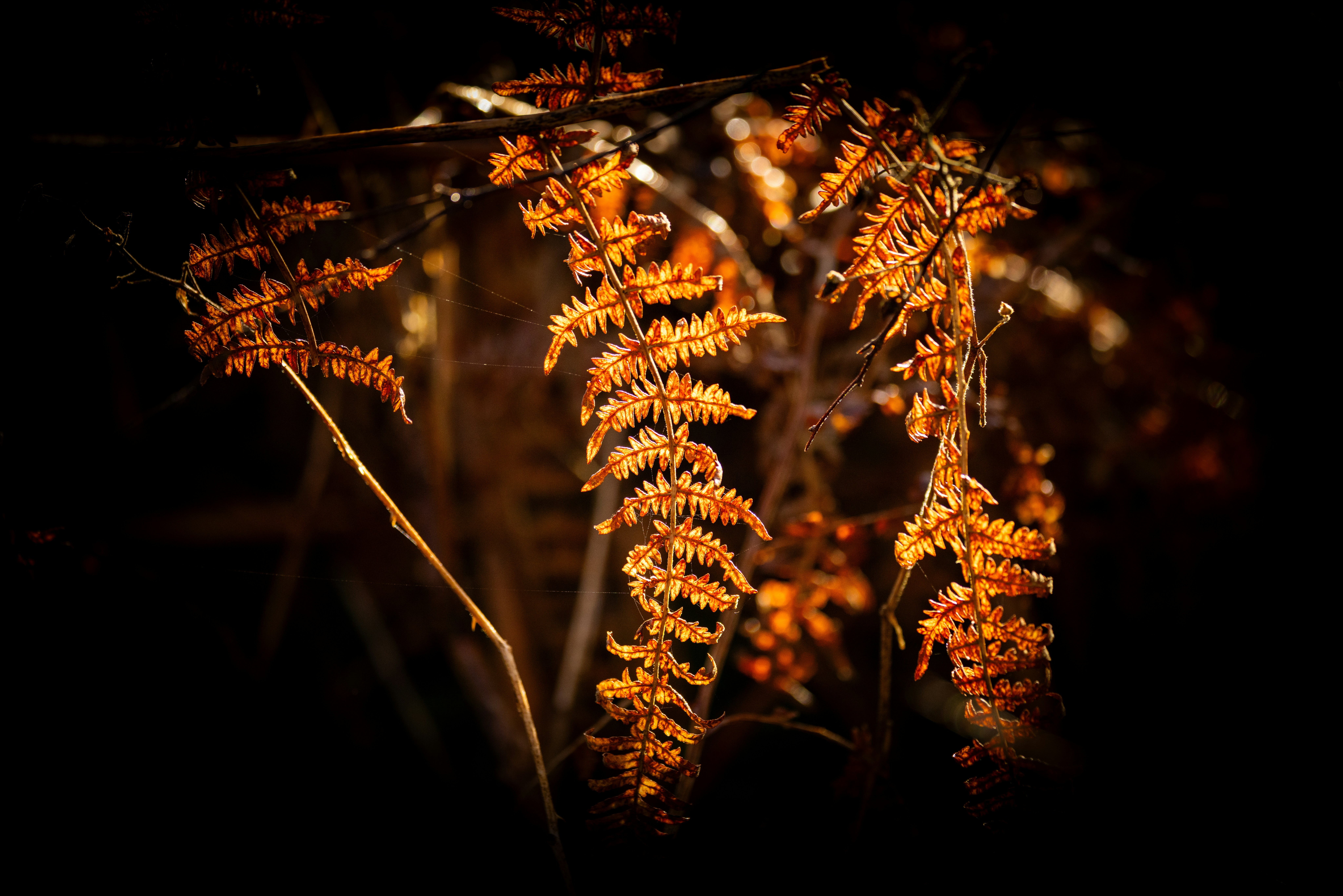 Backlit Amber Ferns in a Velvet Night Understory