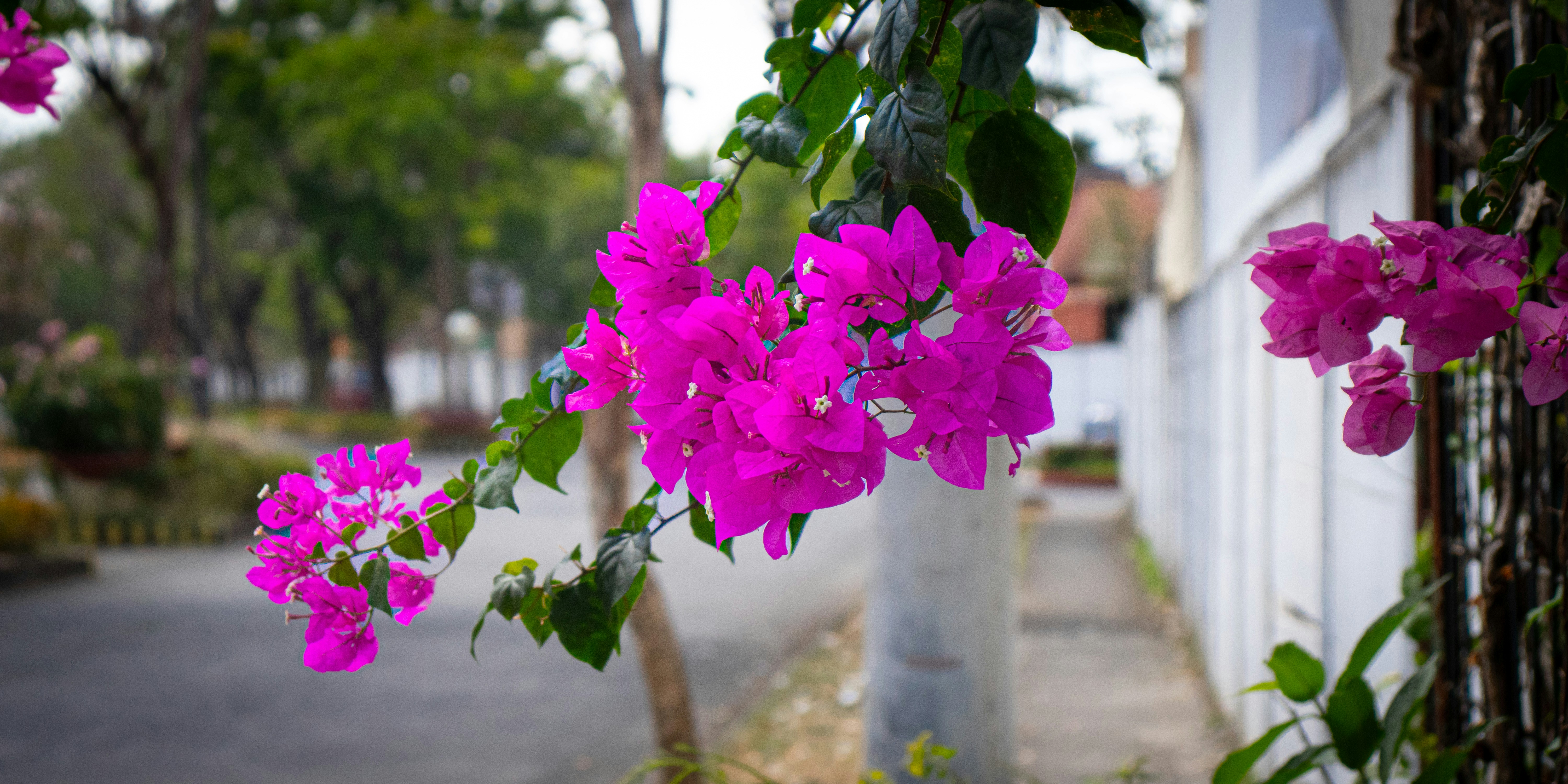 Photo by john mishael Calimoso with Canon EOS 800D