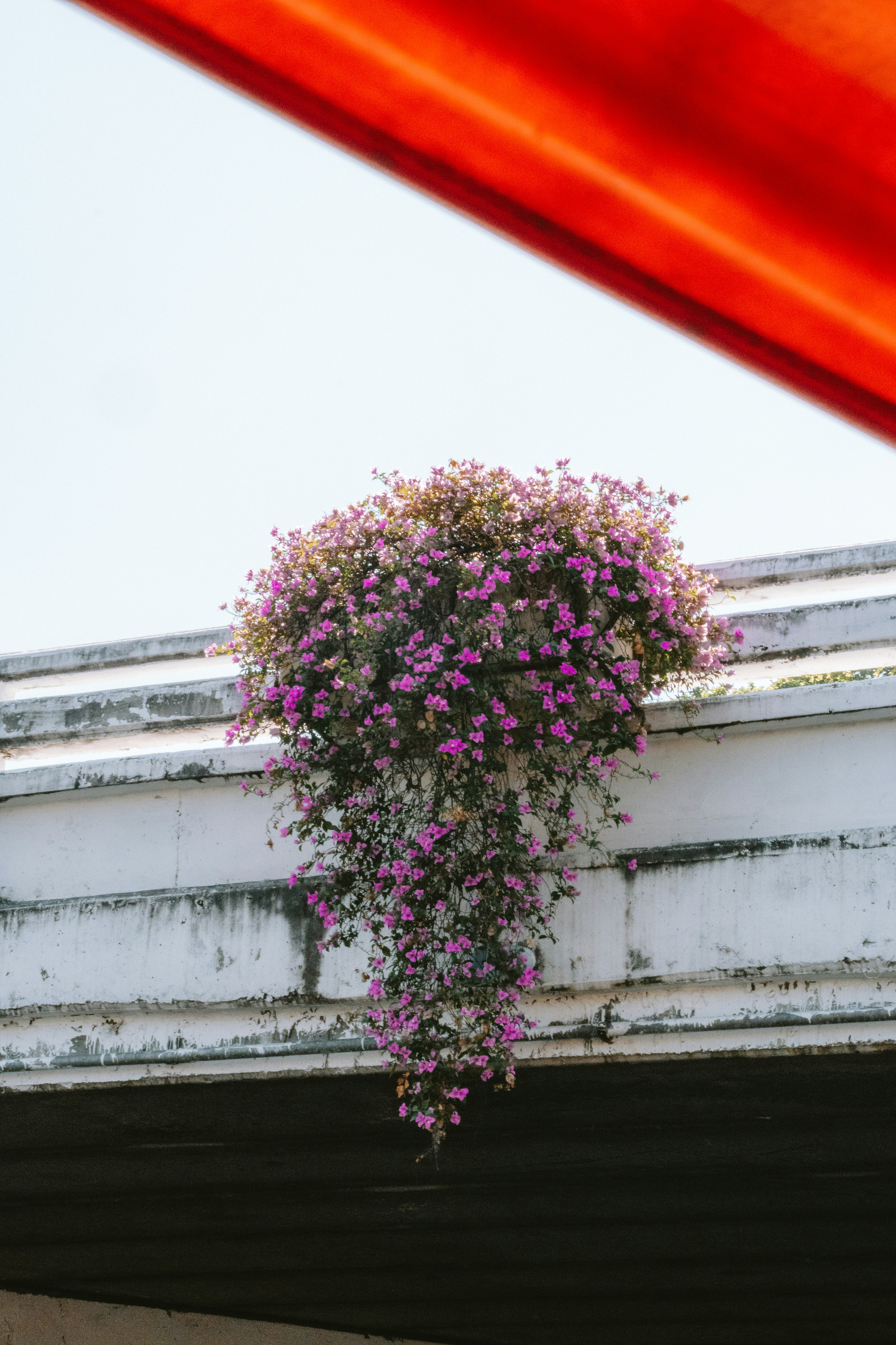 Pink Cascade Over Concrete: Blooming Anchorage on the Bridge