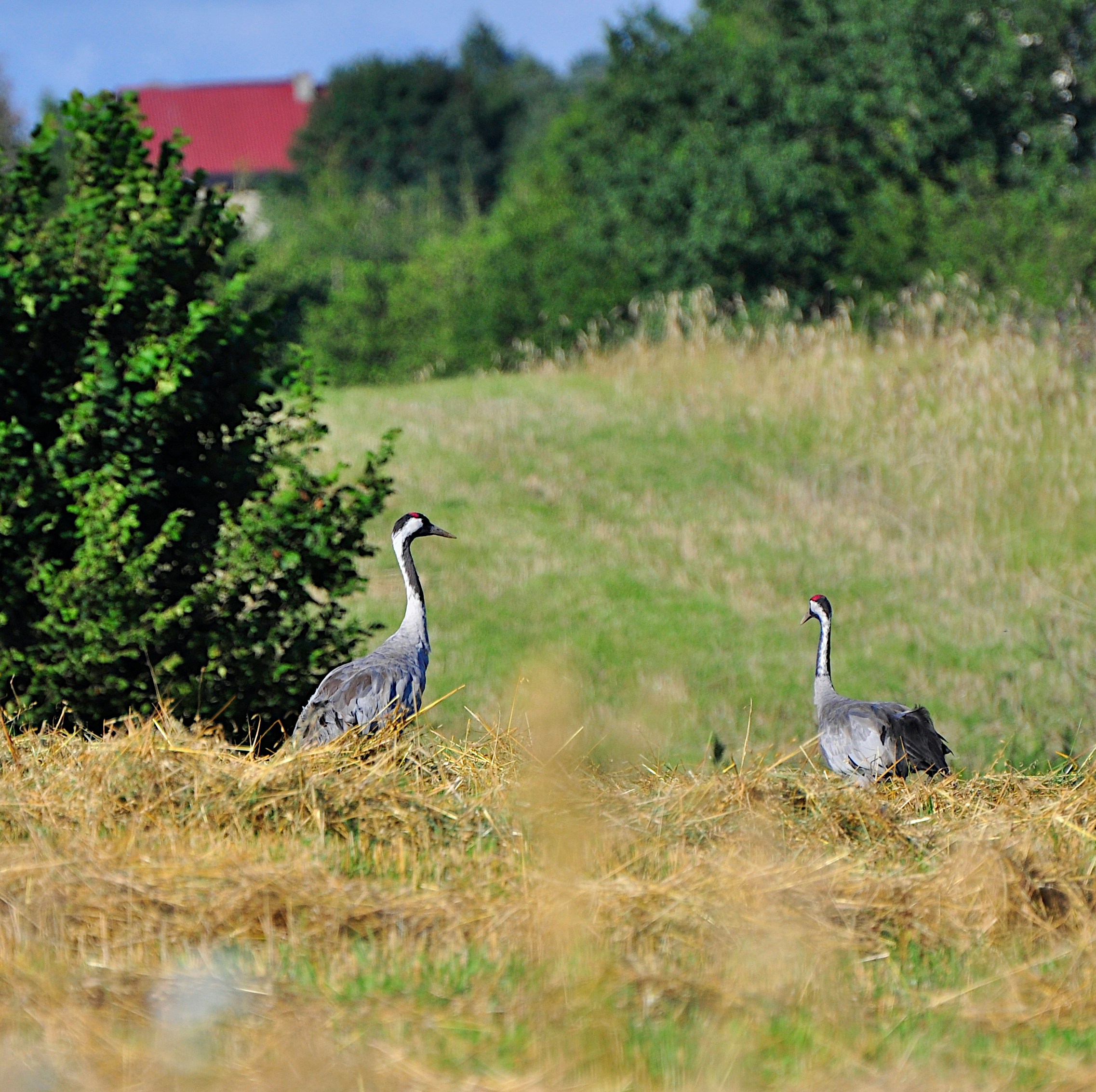 Two Cranes in a Sunlit Hayfield: Quiet Conversation
