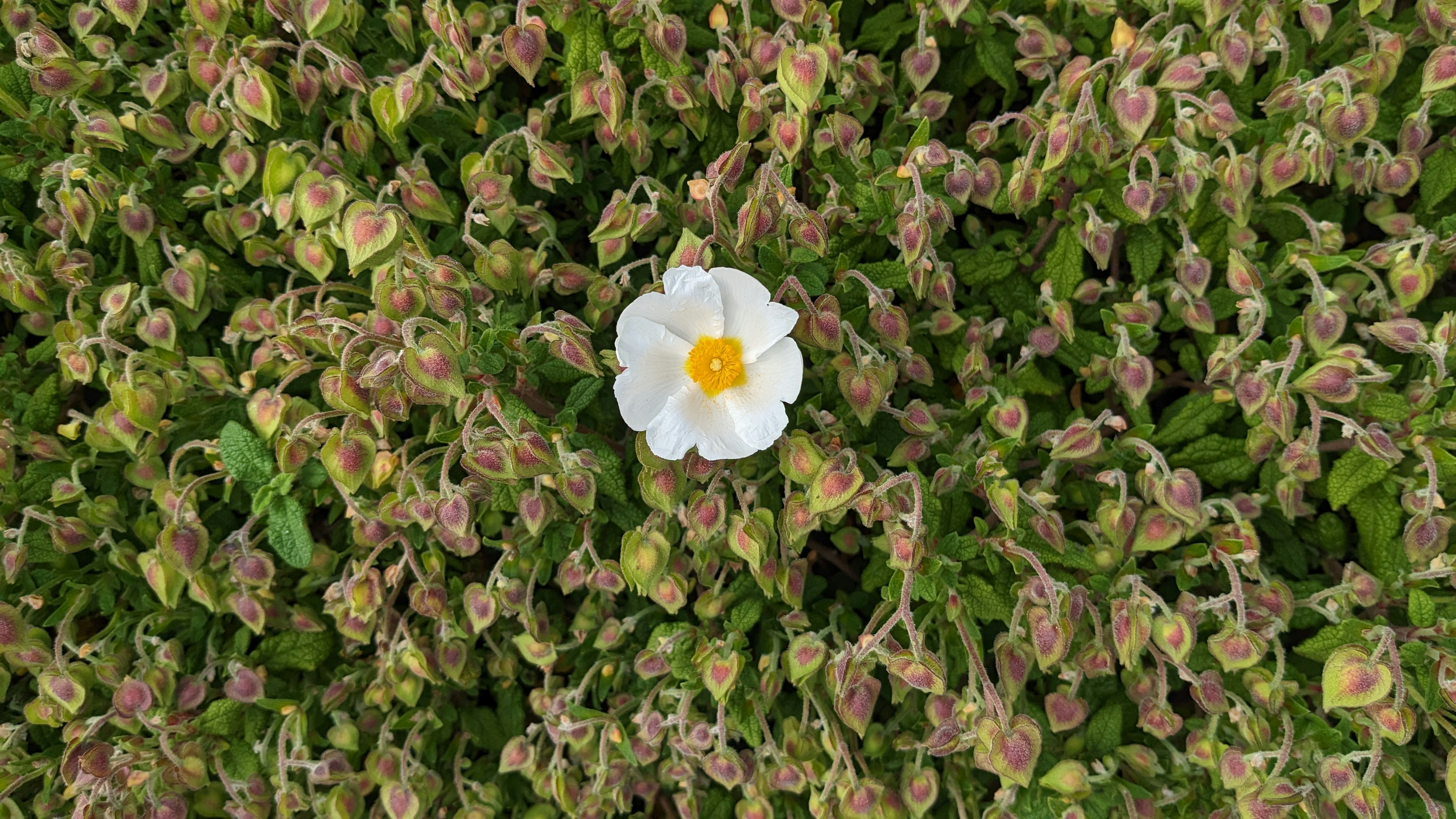 Singleton white blossom anchors a sea of pink-tipped foliage