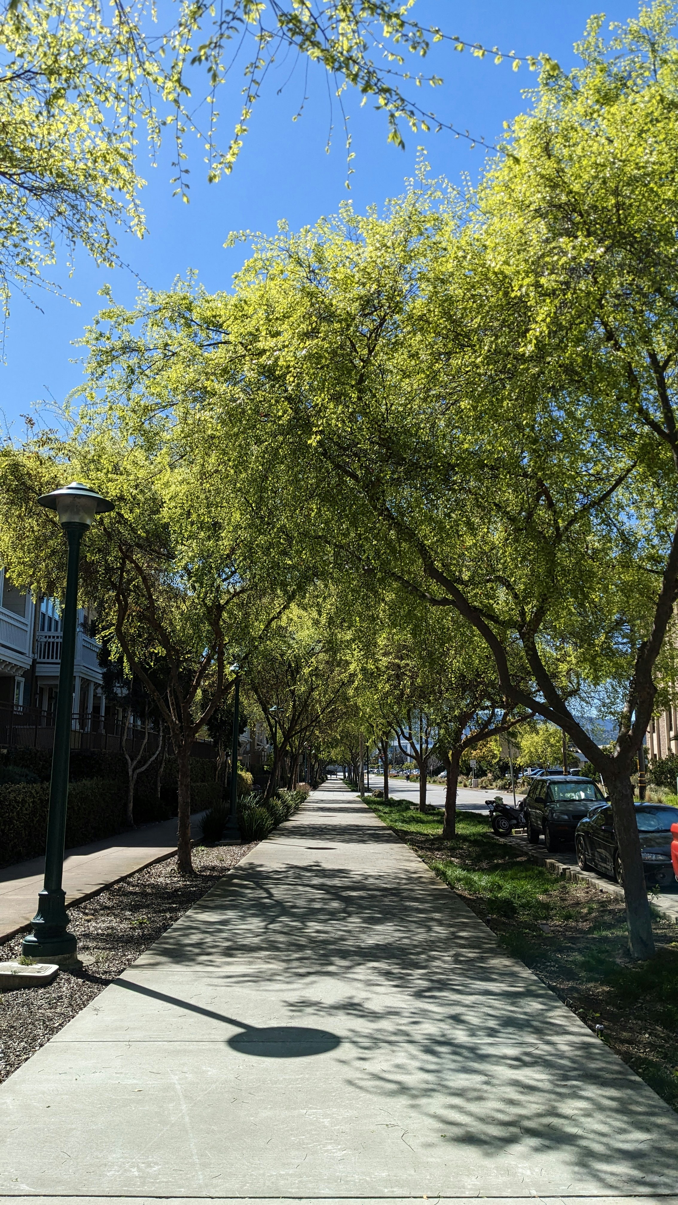 Dappled Light on a Tree-Lined Avenue: The Vanishing Path