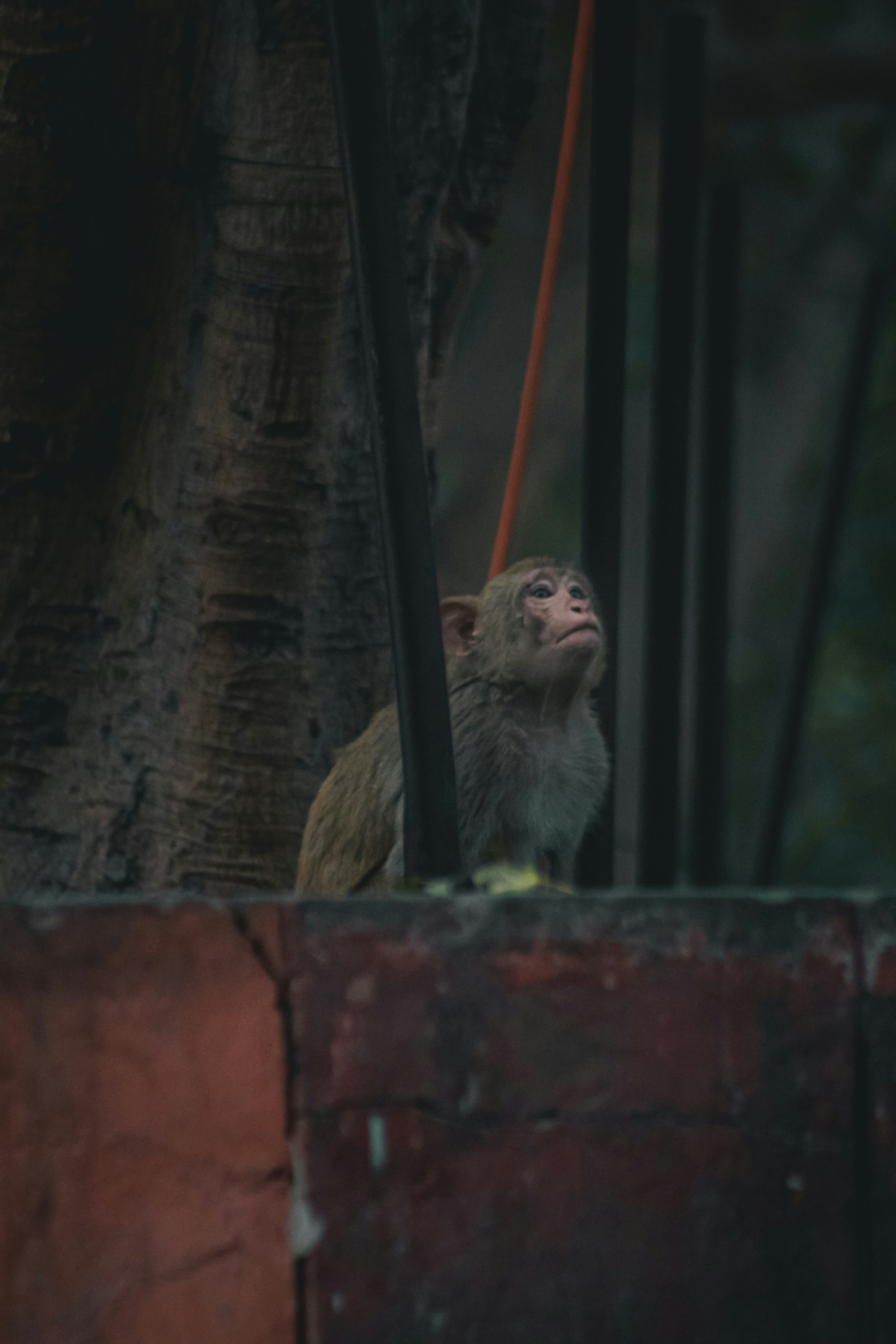 Curious macaque peering through a tangle of cables on a weathered ledge
