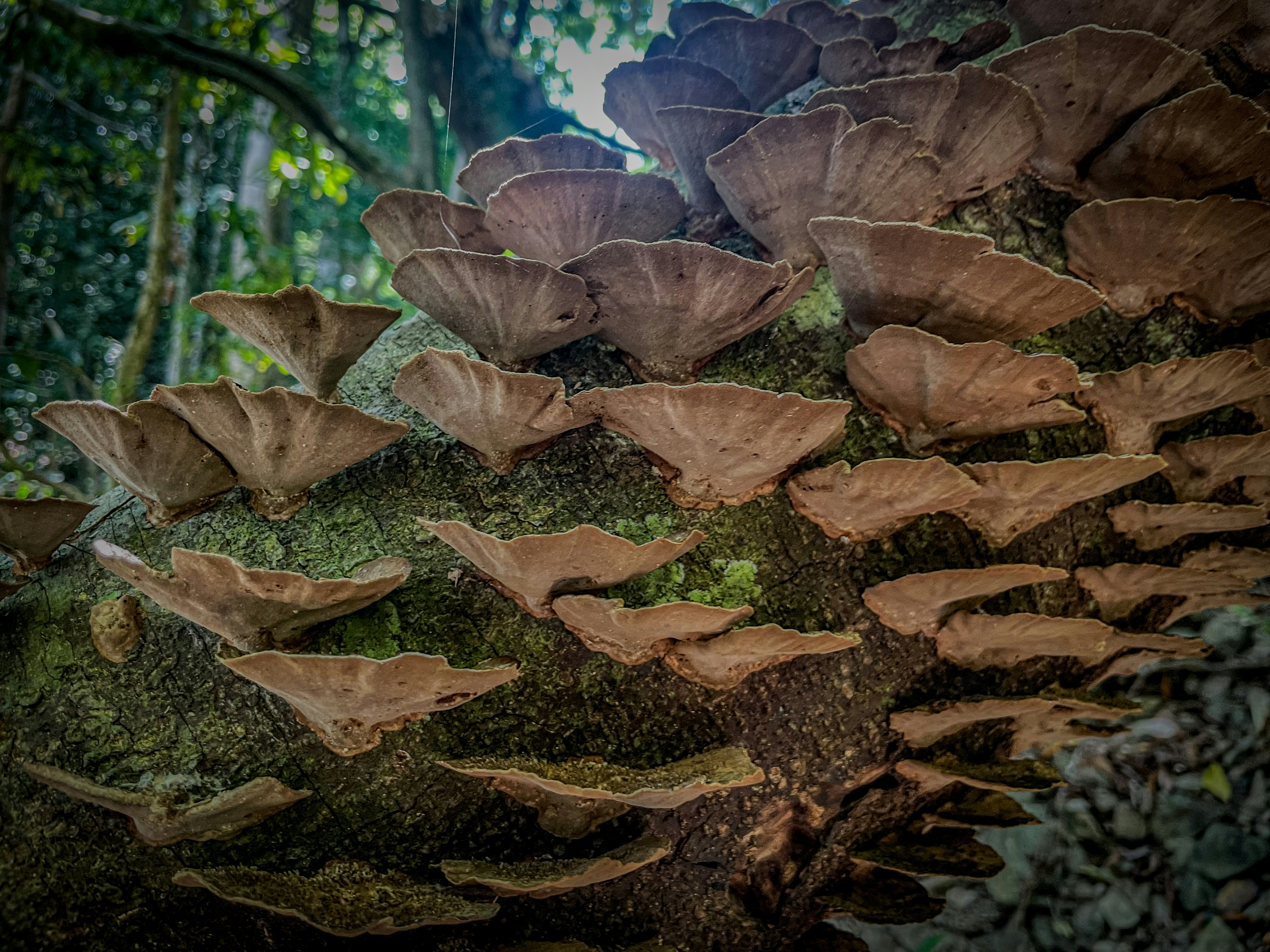 Shelf Fungus Staircase on a Mossy Trunk