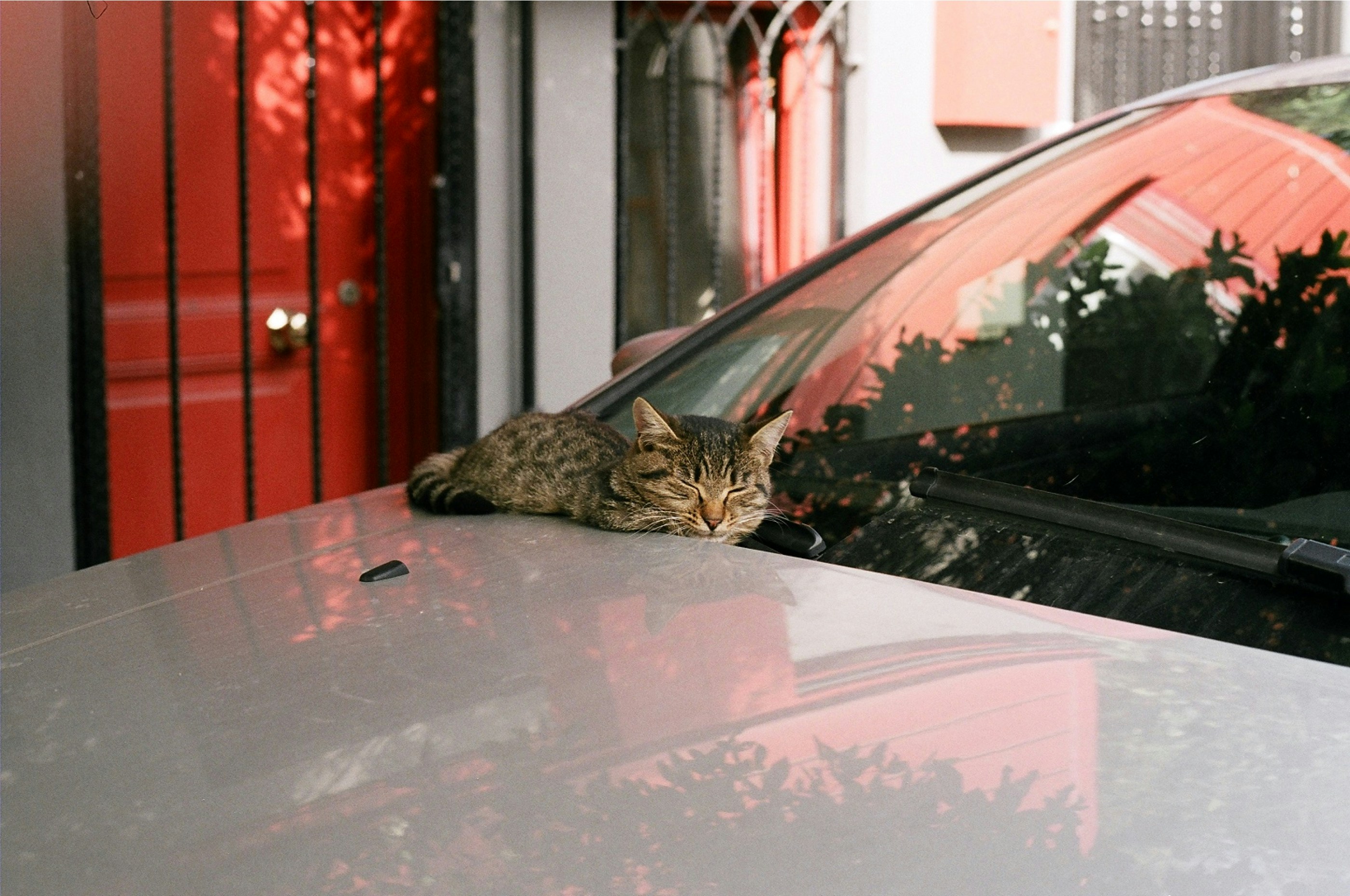 A tabby cat lounges on the hood of a silver car, with a red gate and urban facade in the background.