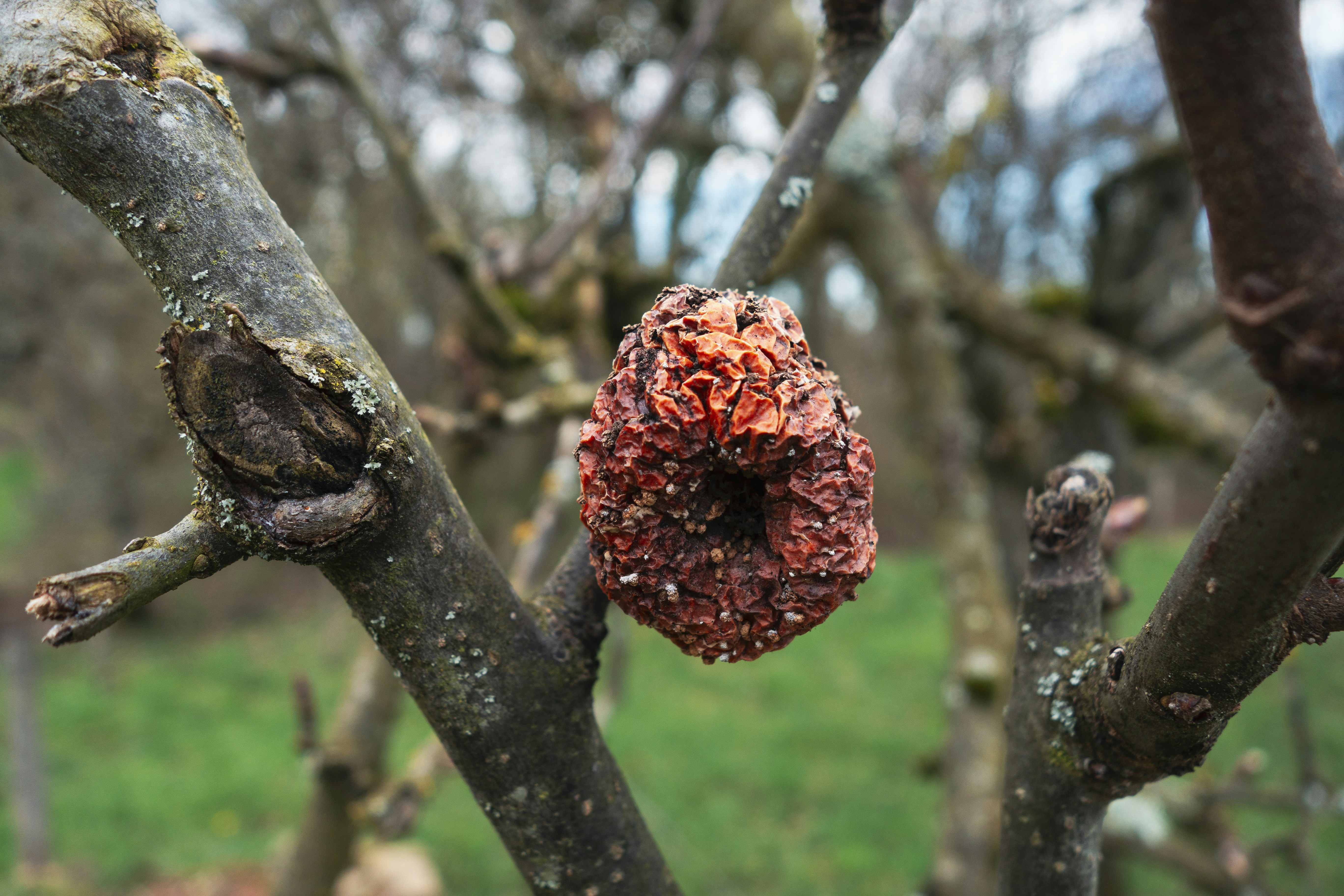 Rugged Fruit Bite on Gnarled Orchard Bough