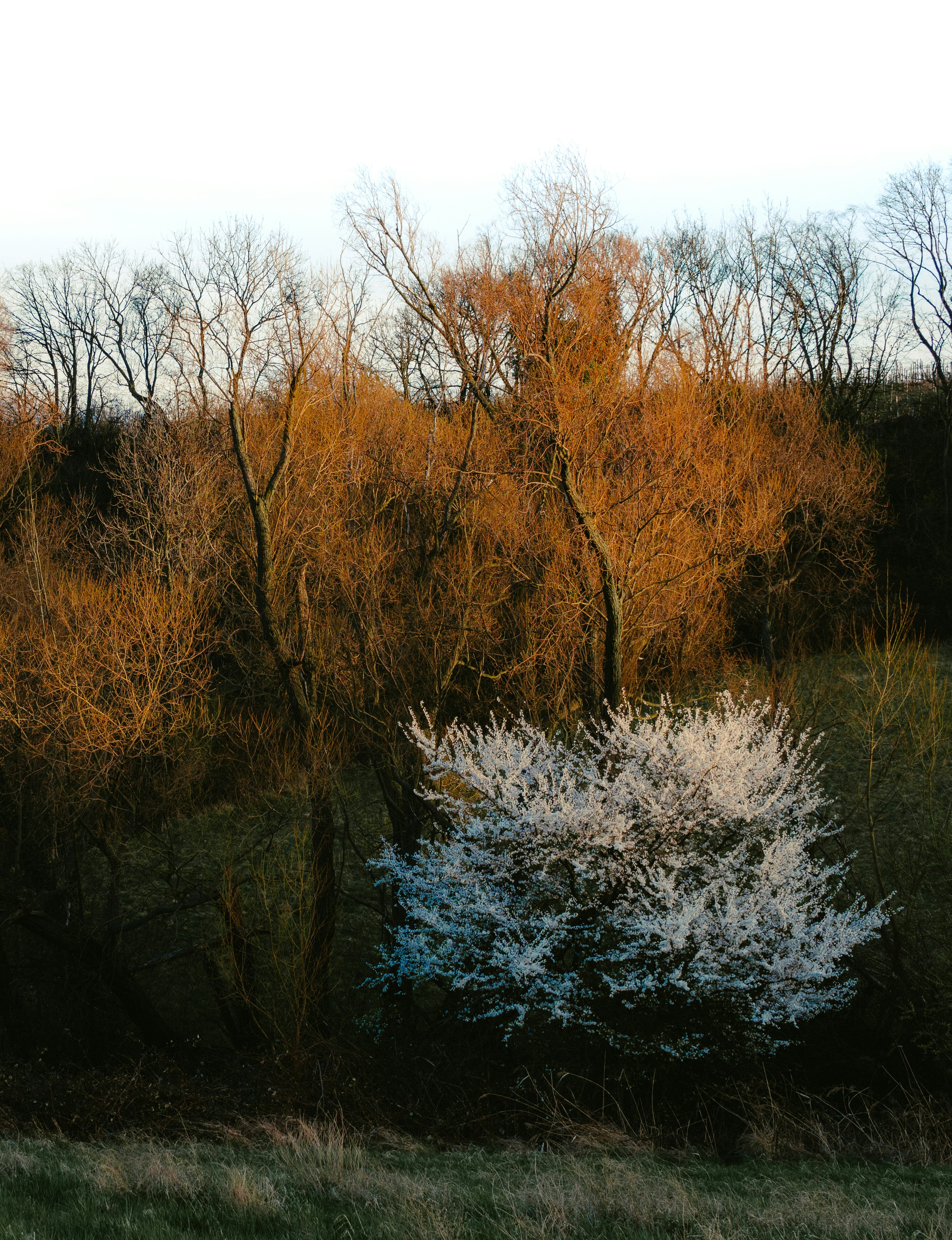 Snowflower in the Ember Grove at Golden Hour
