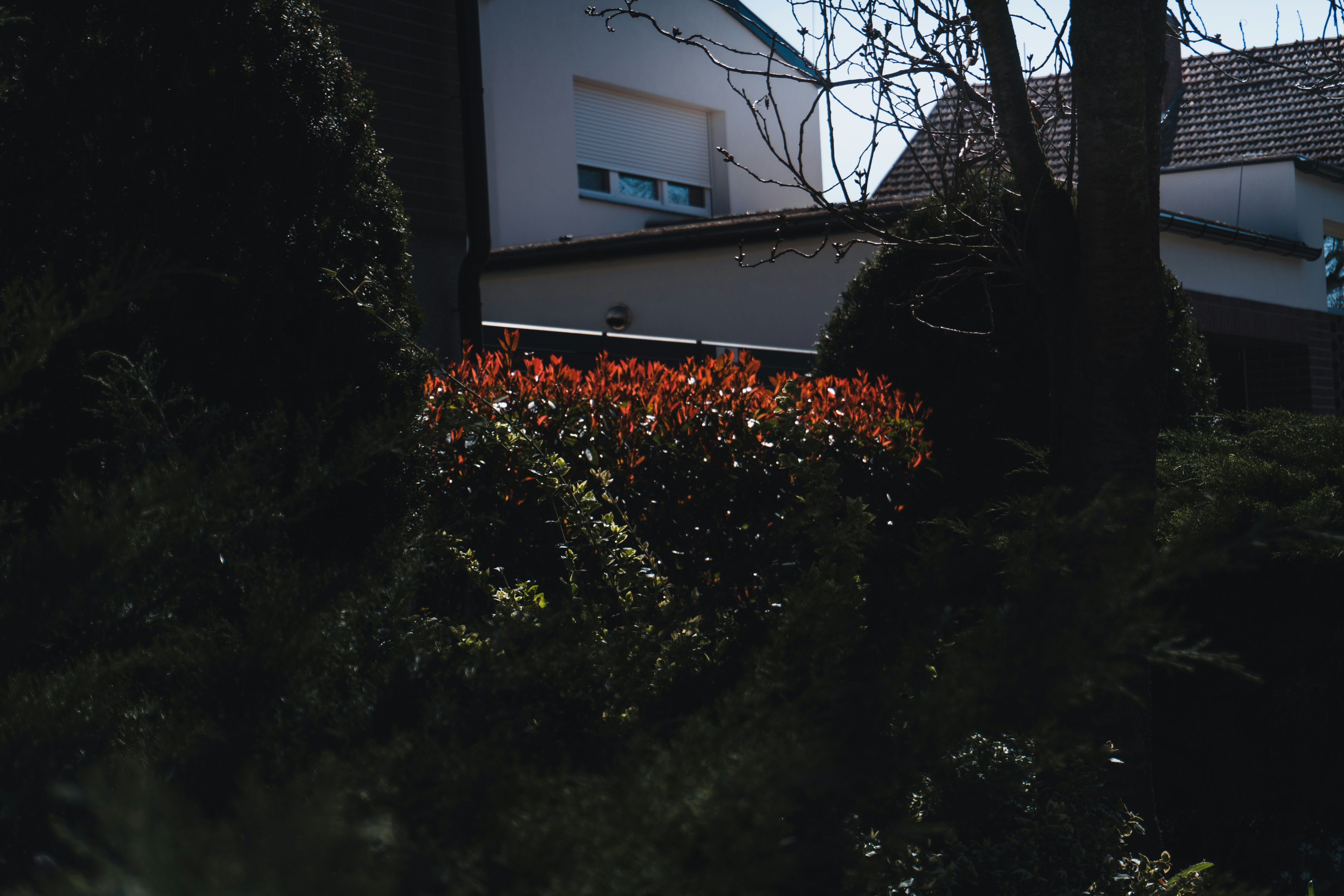 Hidden Housefront Among Quiet Garden Walls
