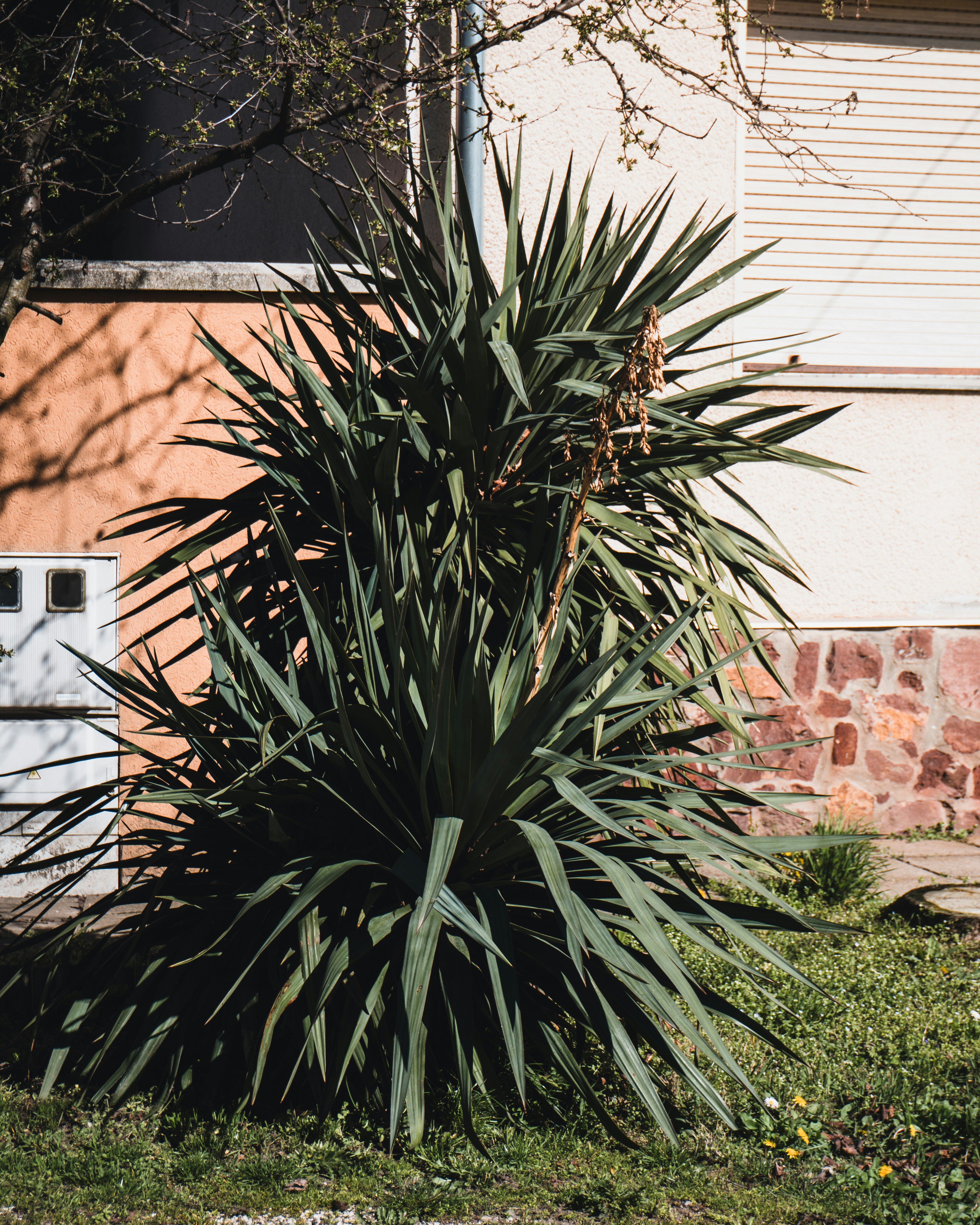 Desert Yucca silhouette against a sunlit wall
