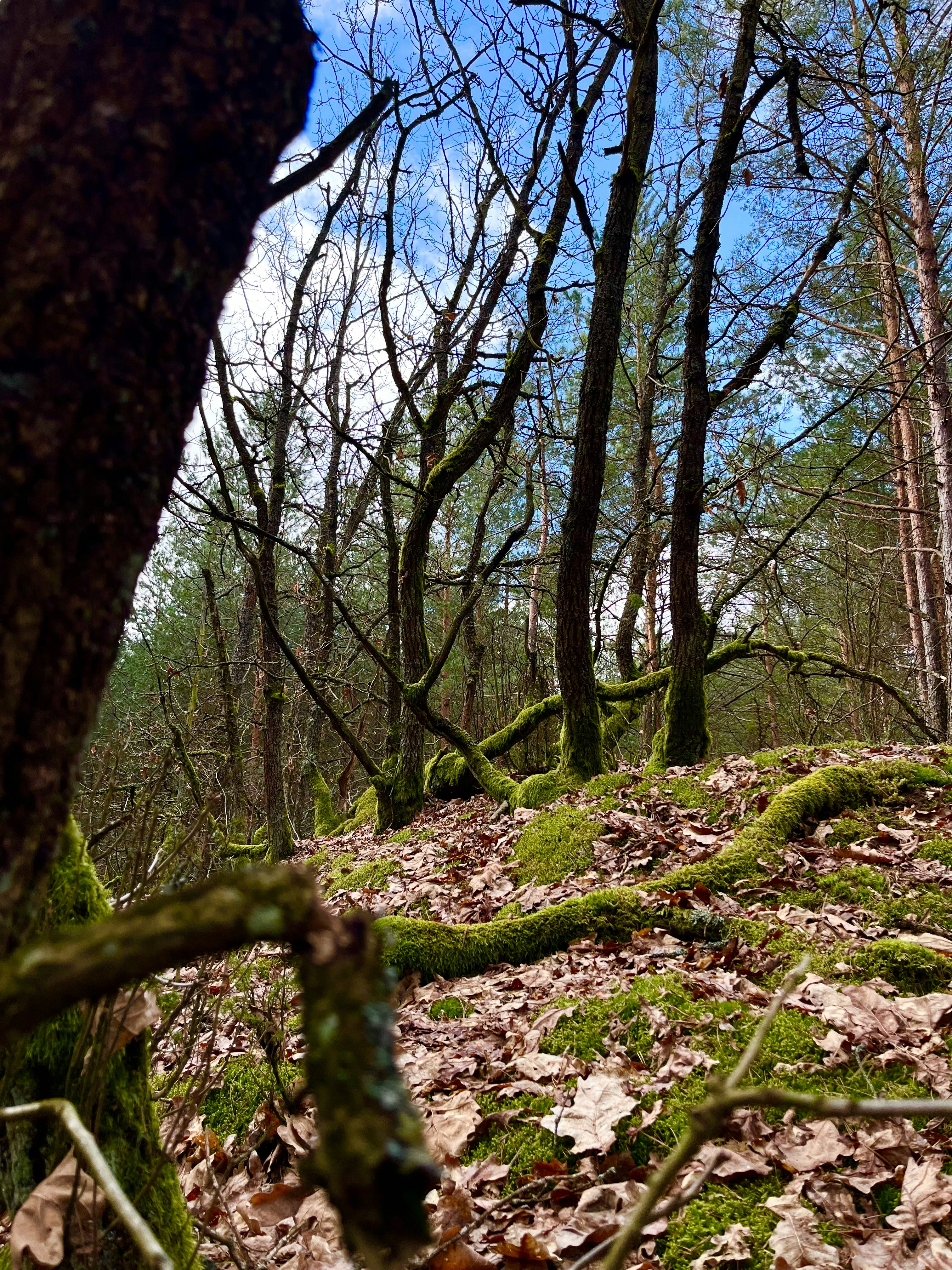 Moss-Curled Roots Weave Through a Quiet Forest Ridge