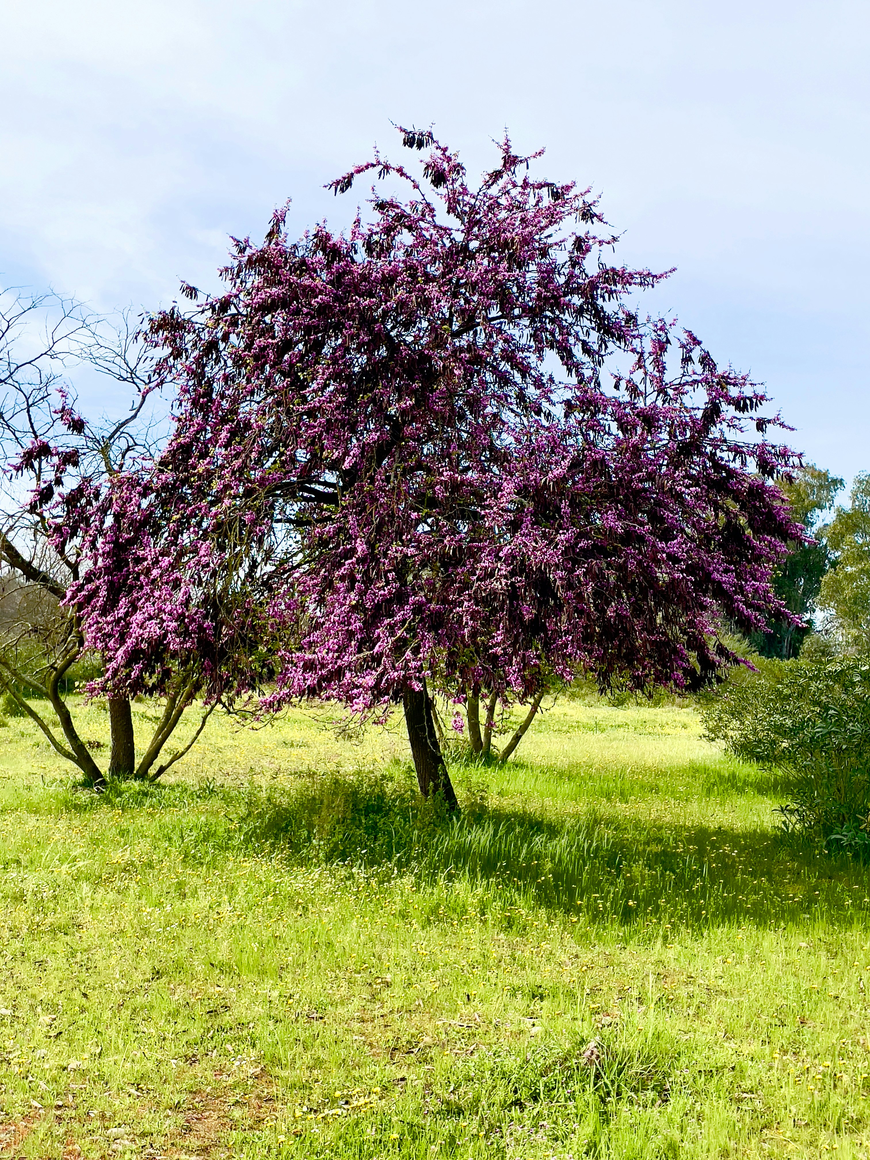 A tree with purple flowers in a grassy field photo – Free Badajoz Image ...