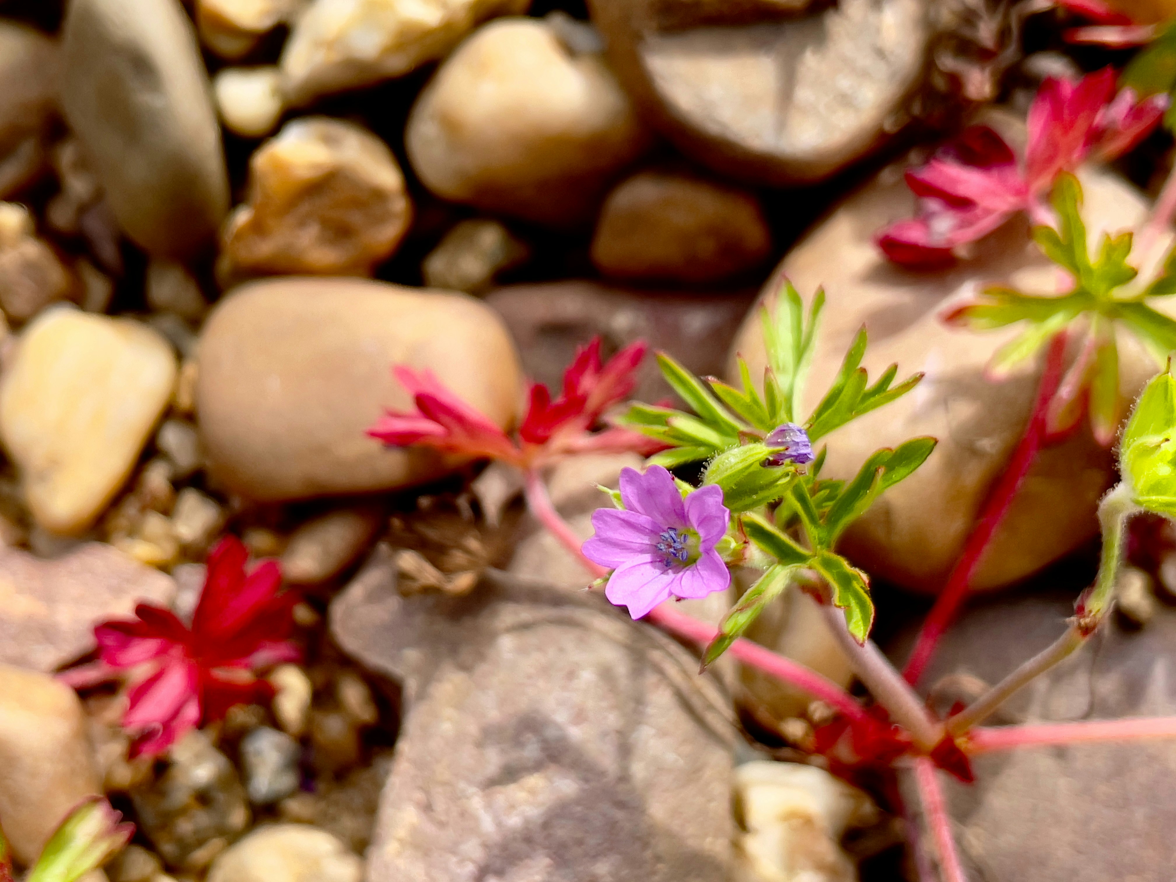 Tiny purple flower with delicate leaves nestled among assorted pebbles.