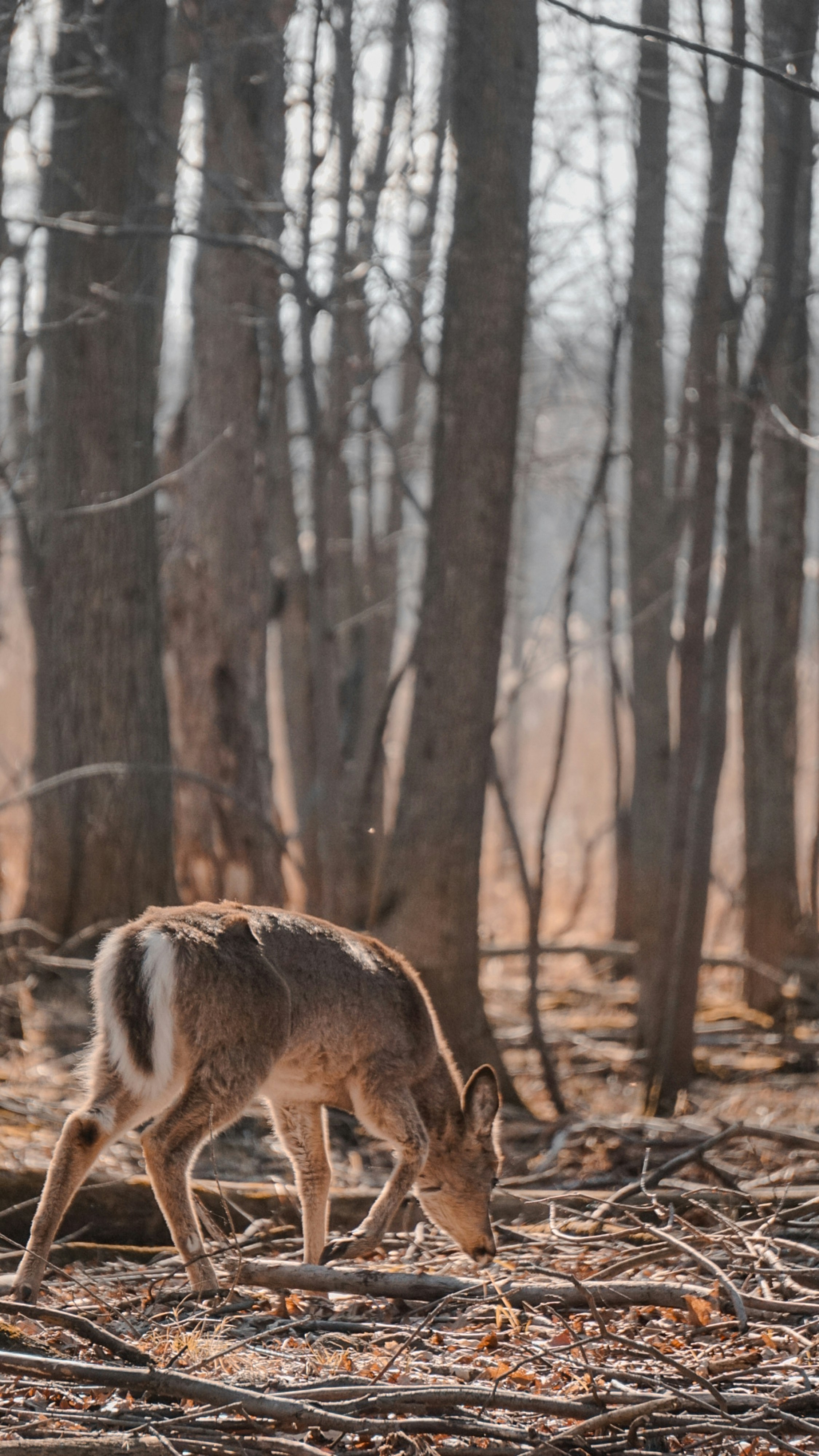 Dappled Forest Forager: A Lone Wanderer Among Pines