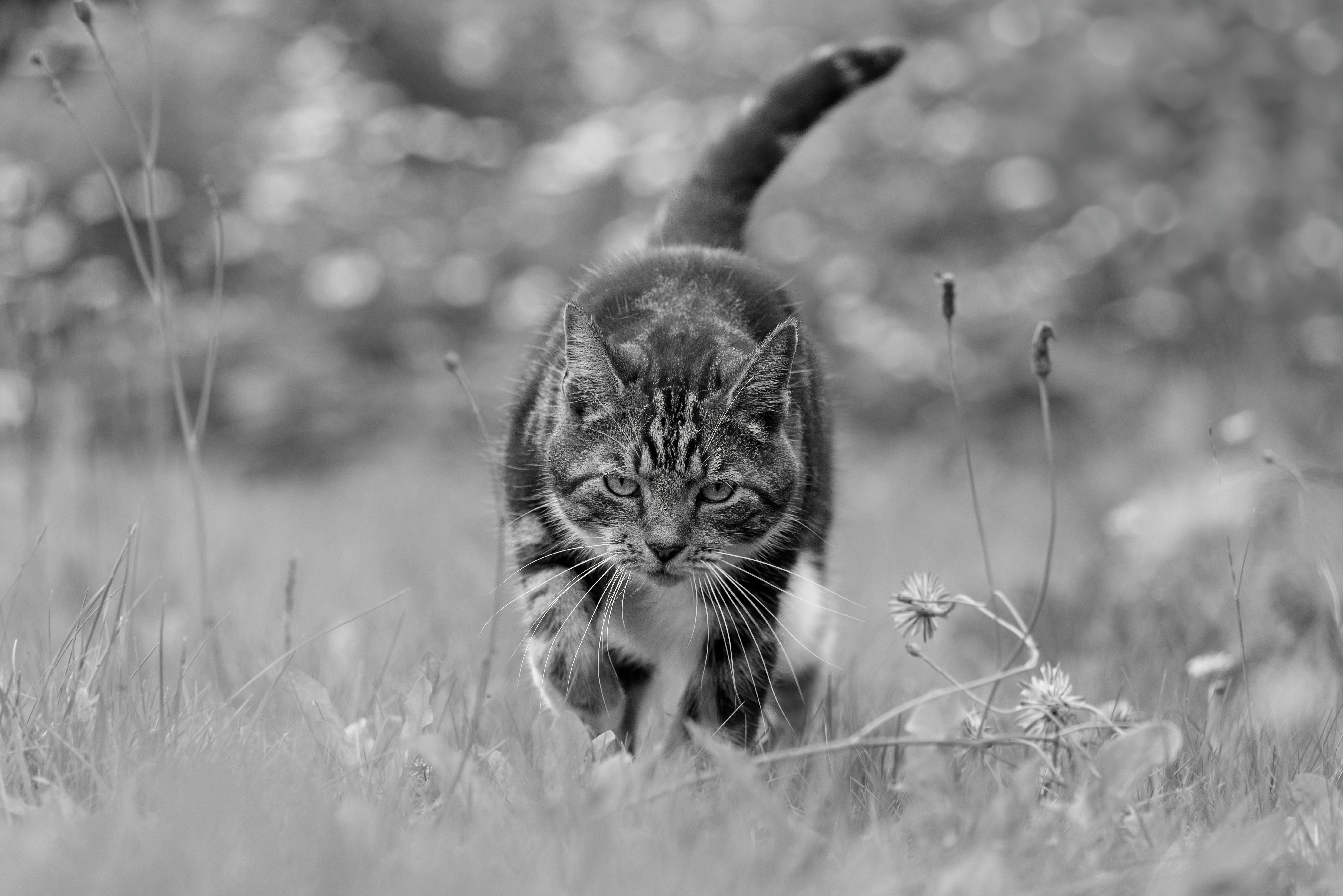 Tabby cat exploring a grassy field, showcasing its curious demeanor and keen focus.