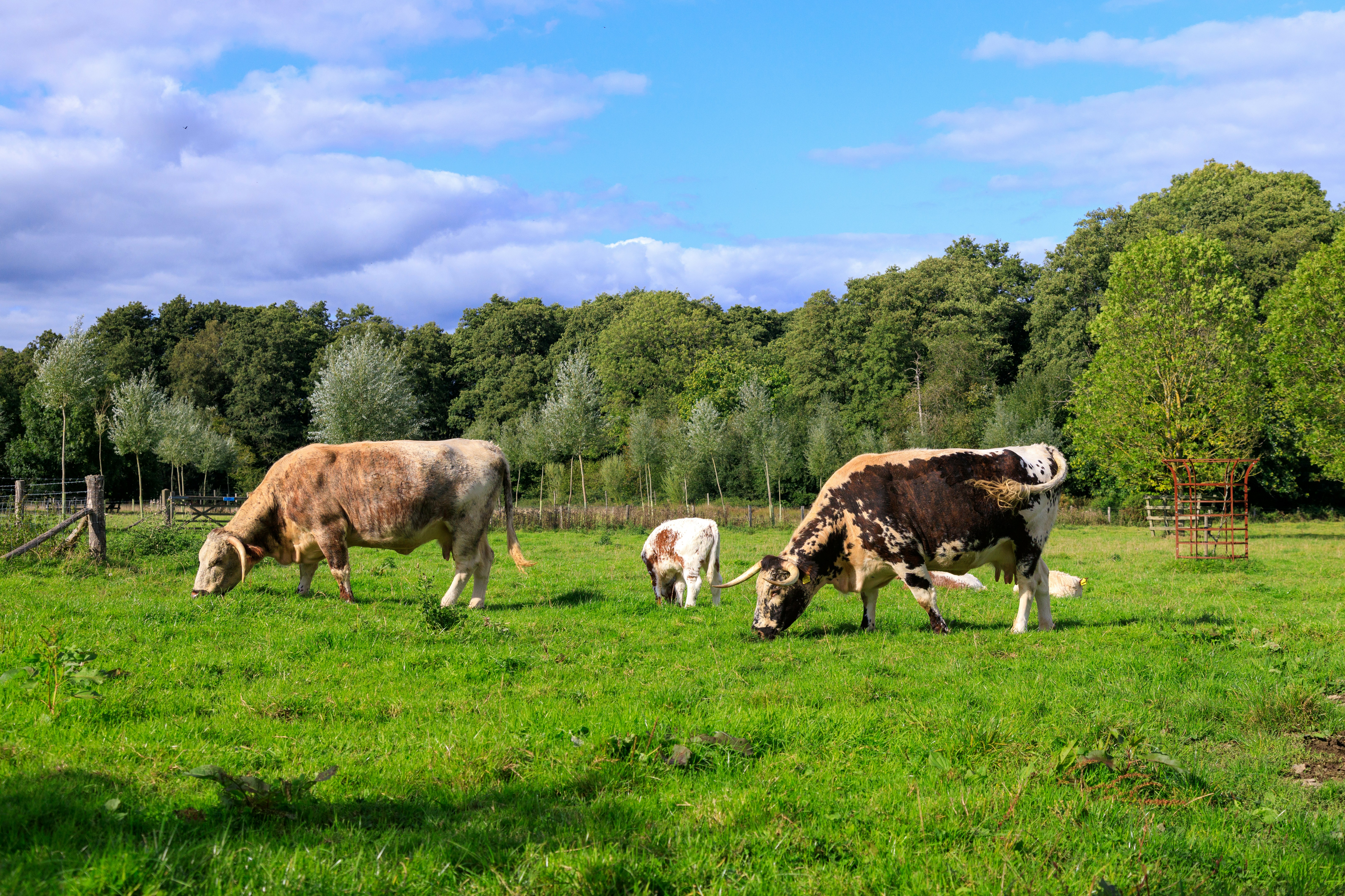 Two adult cows and a calf grazing in a vibrant green field with a backdrop of trees and a bright blue sky.
