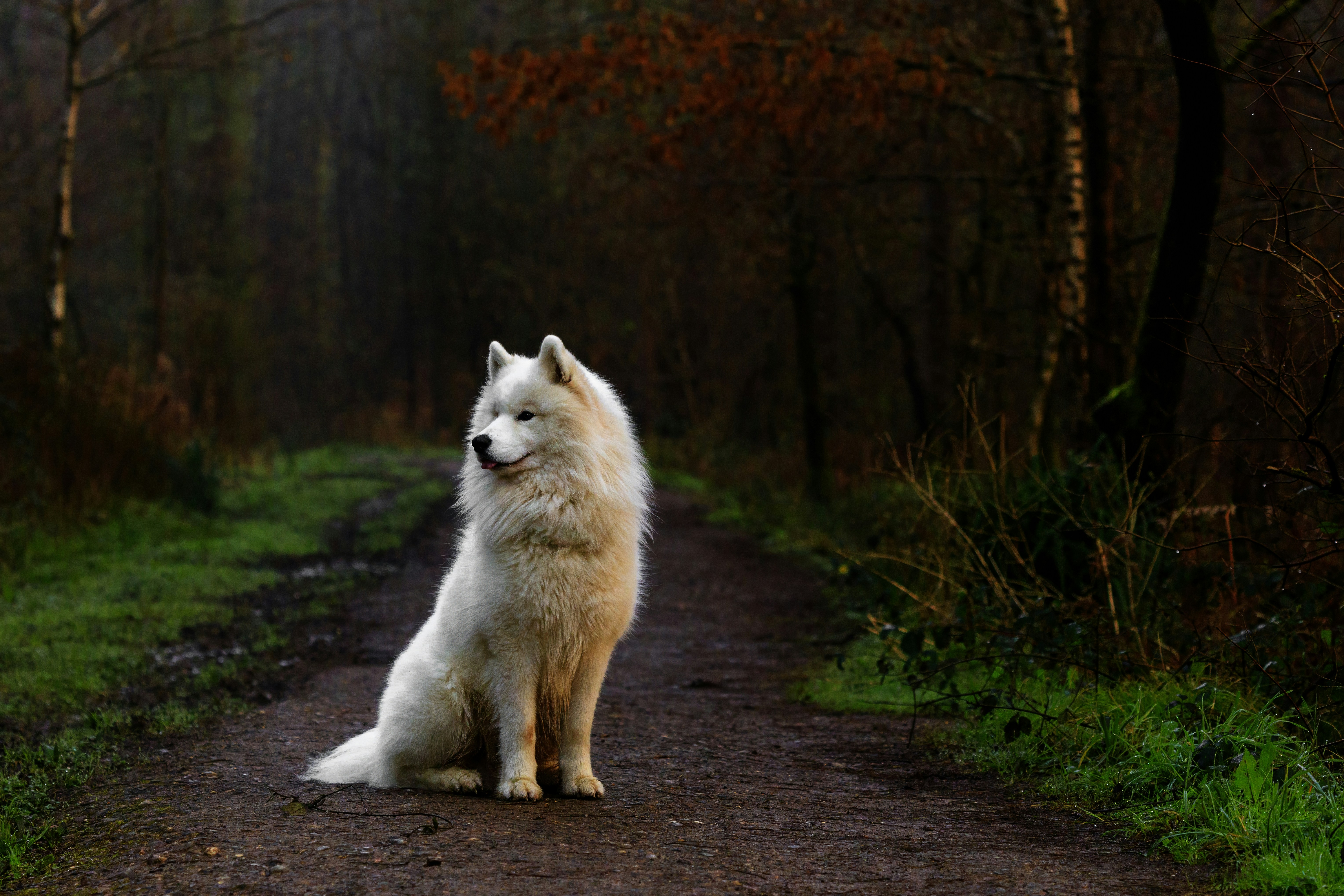 Samoyed dog sits on a forest path, gazing into the distance with its tongue out.