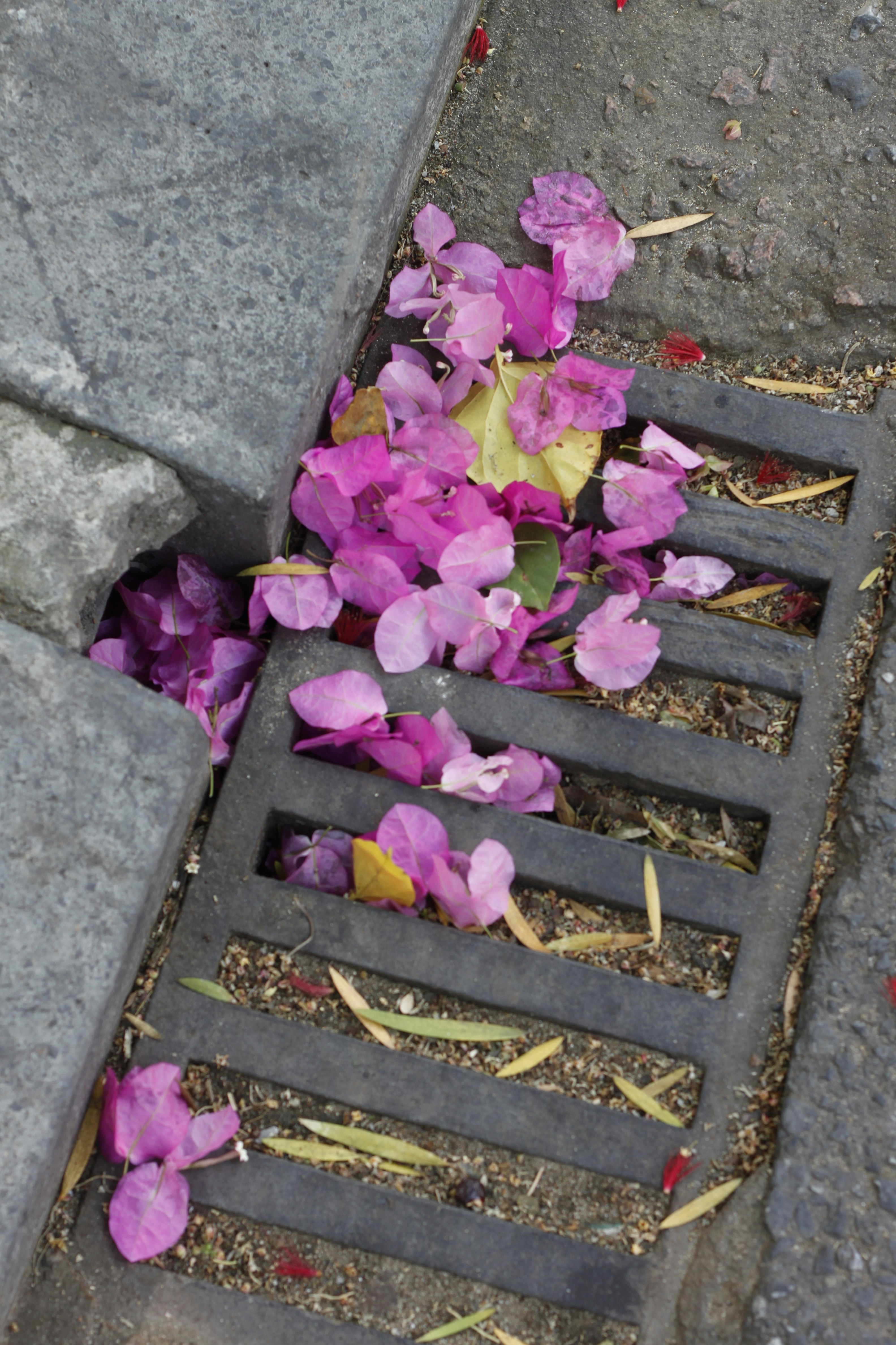 Petals on the Drain: Purple Confetti Between Stones