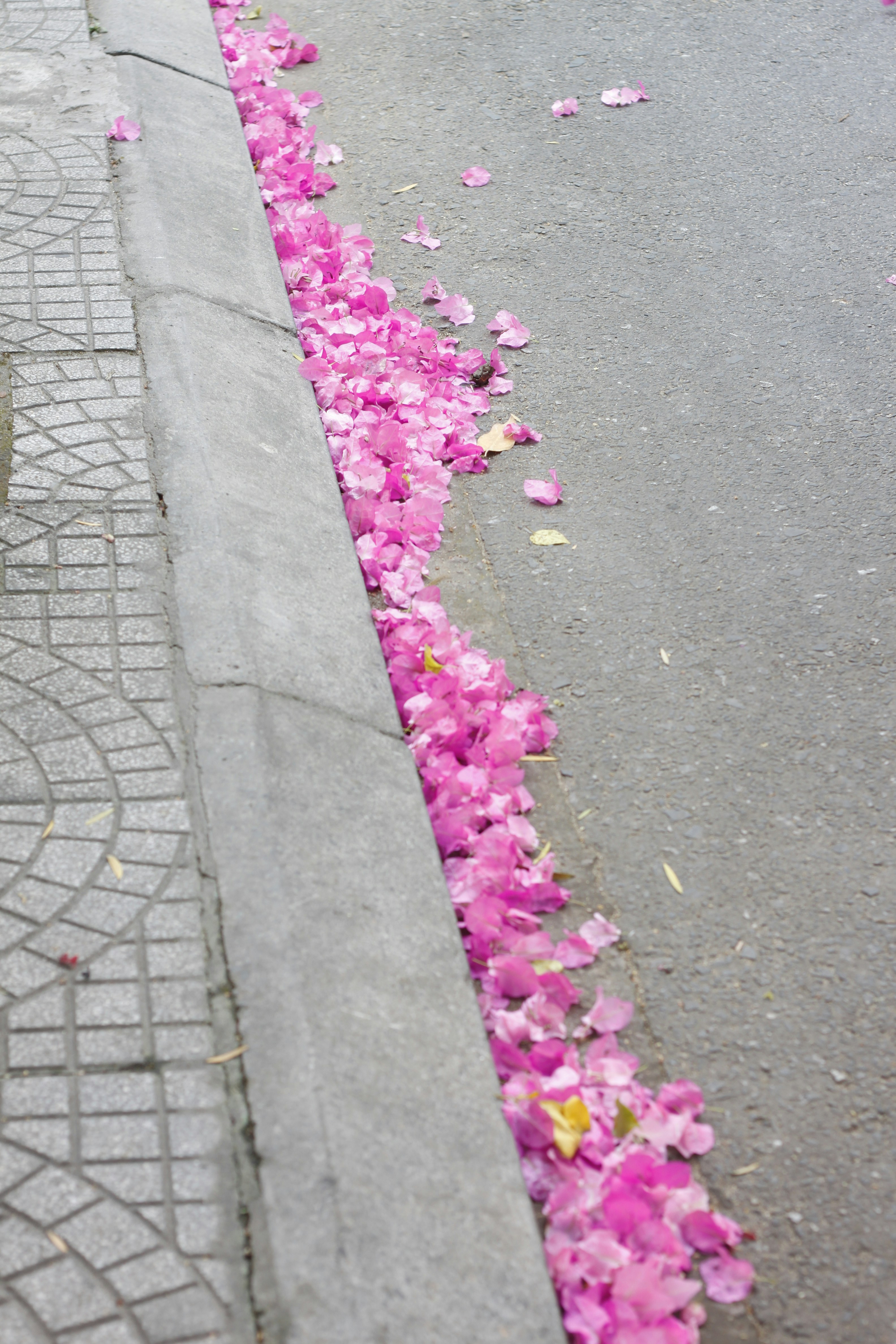 Curbstone Petal Cascade: A Ribbon of Pink on the Street