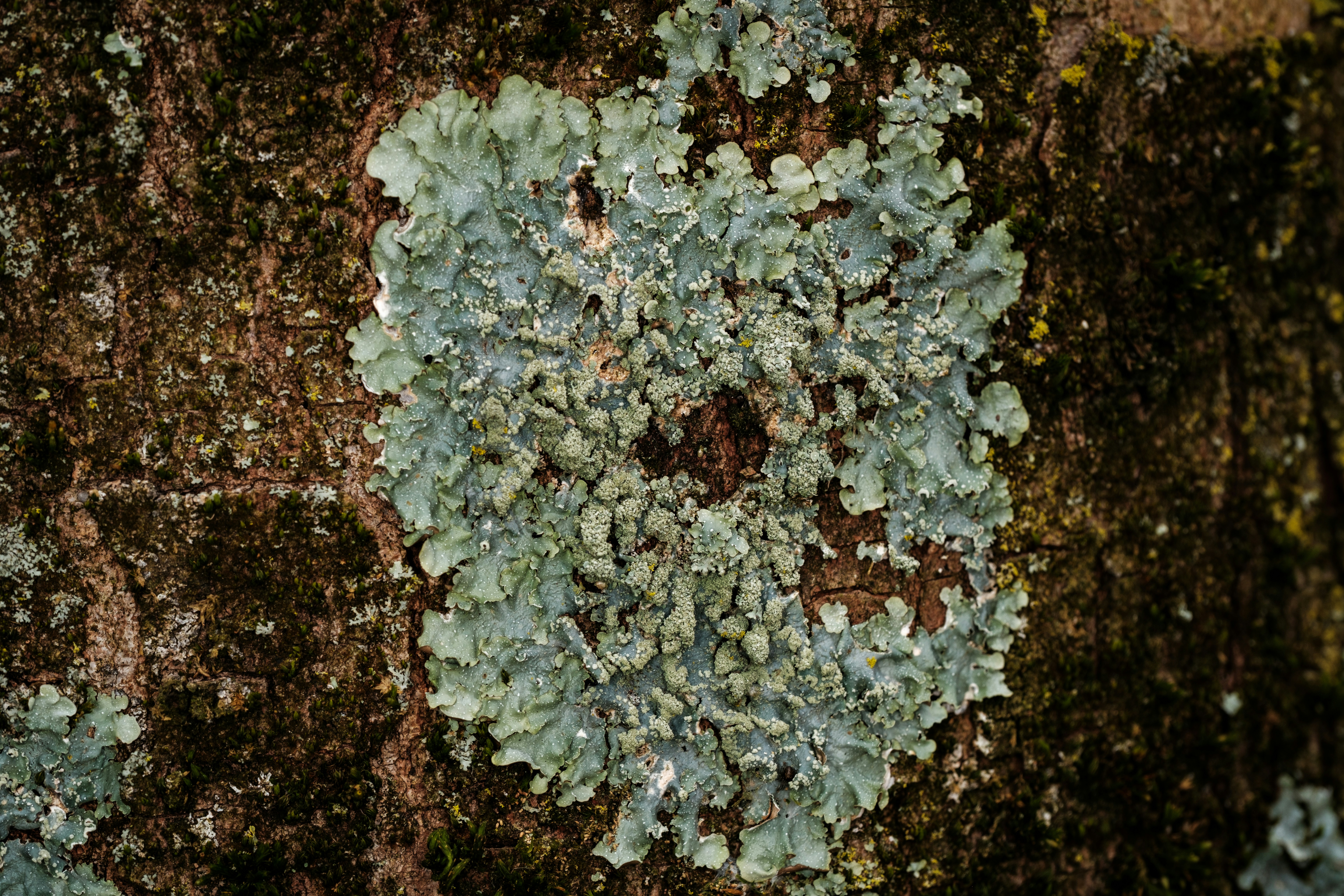 Moss on a tree.. One hour walk for Earth Hour