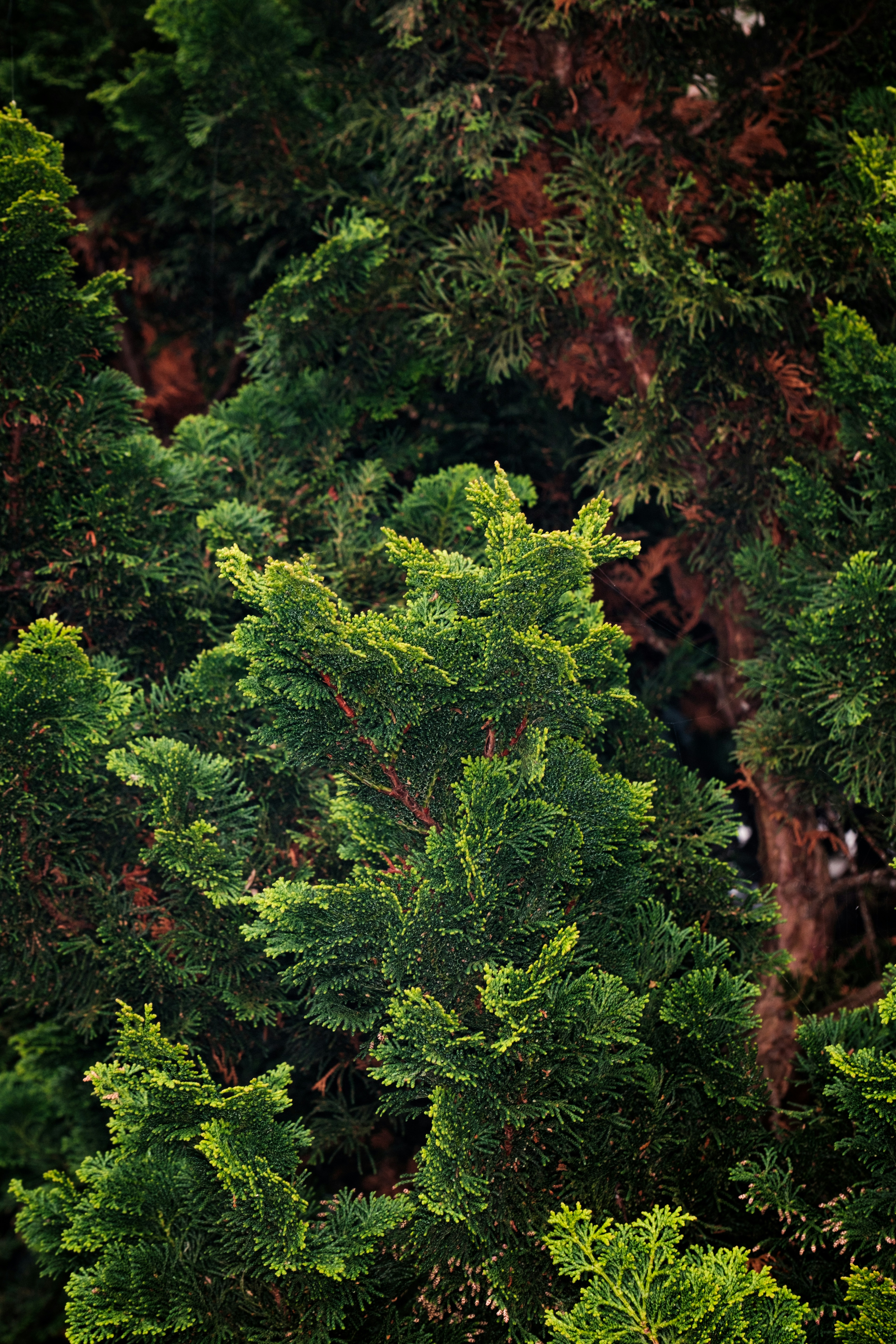 Emerald Tapestry: Close-Up of Dense Juniper Foliage