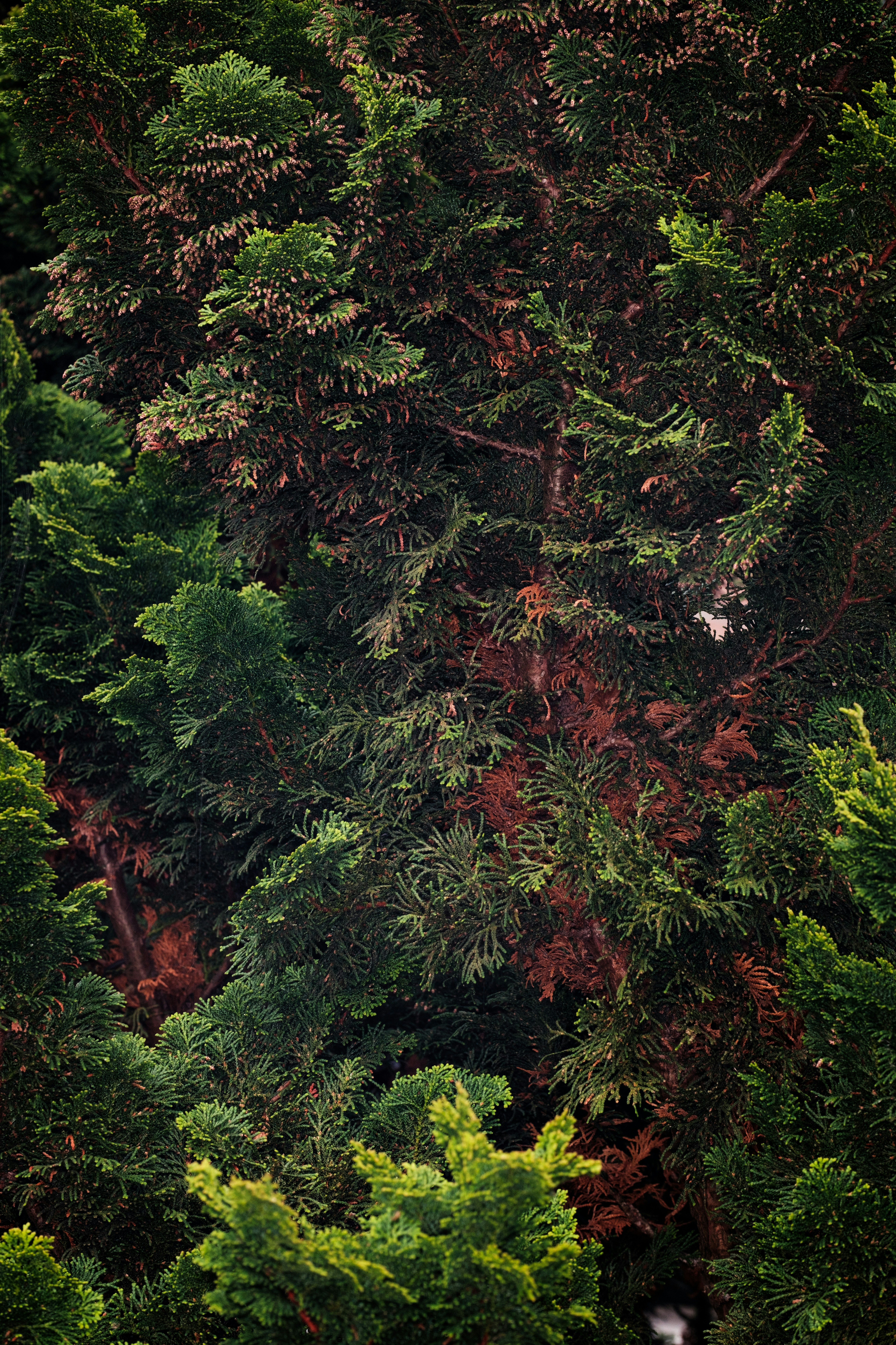 Juniper tree close up texture.. One hour walk for Earth Hour