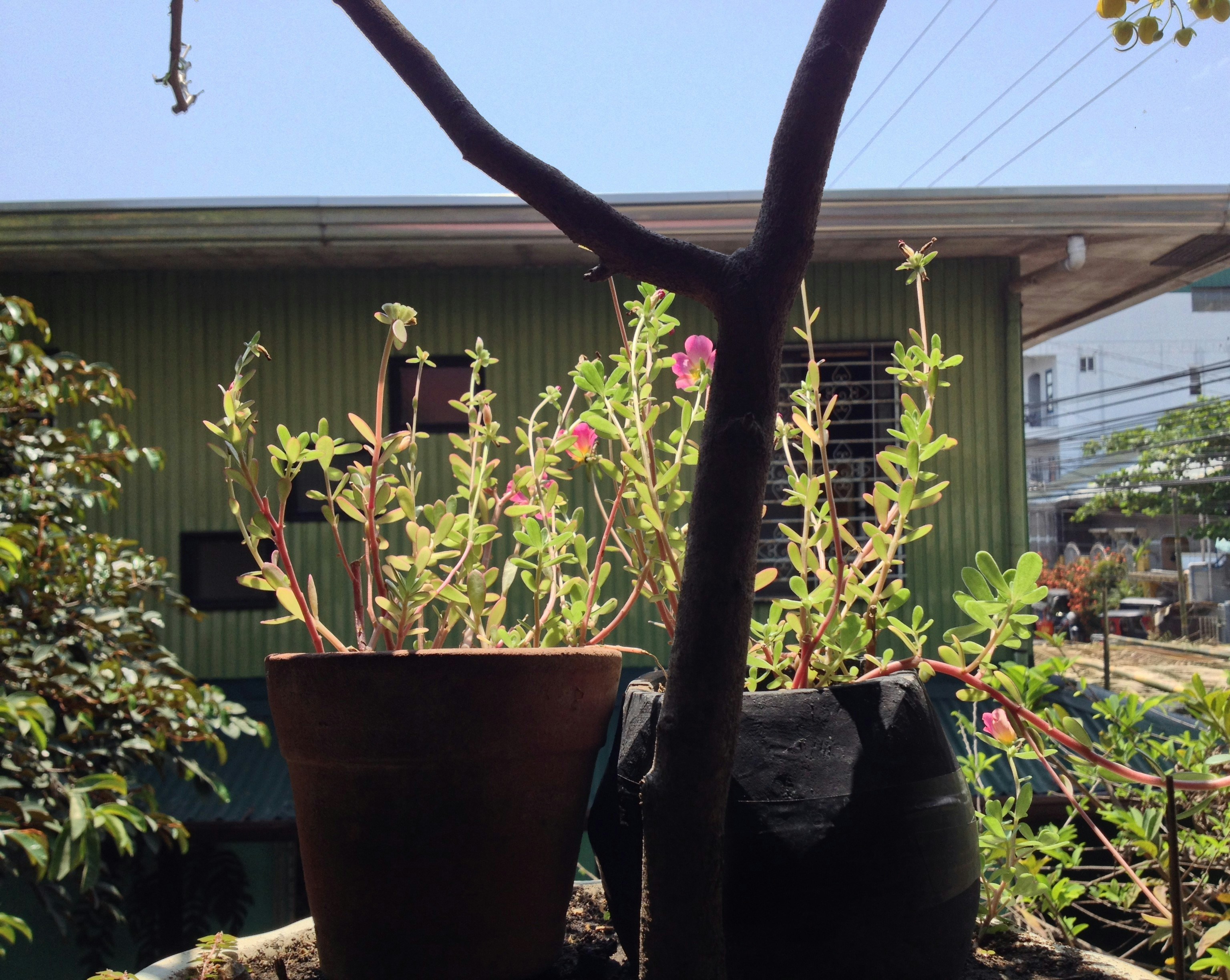 Urban Balcony Still Life: a slender tree between two terracotta pots under bright daylight