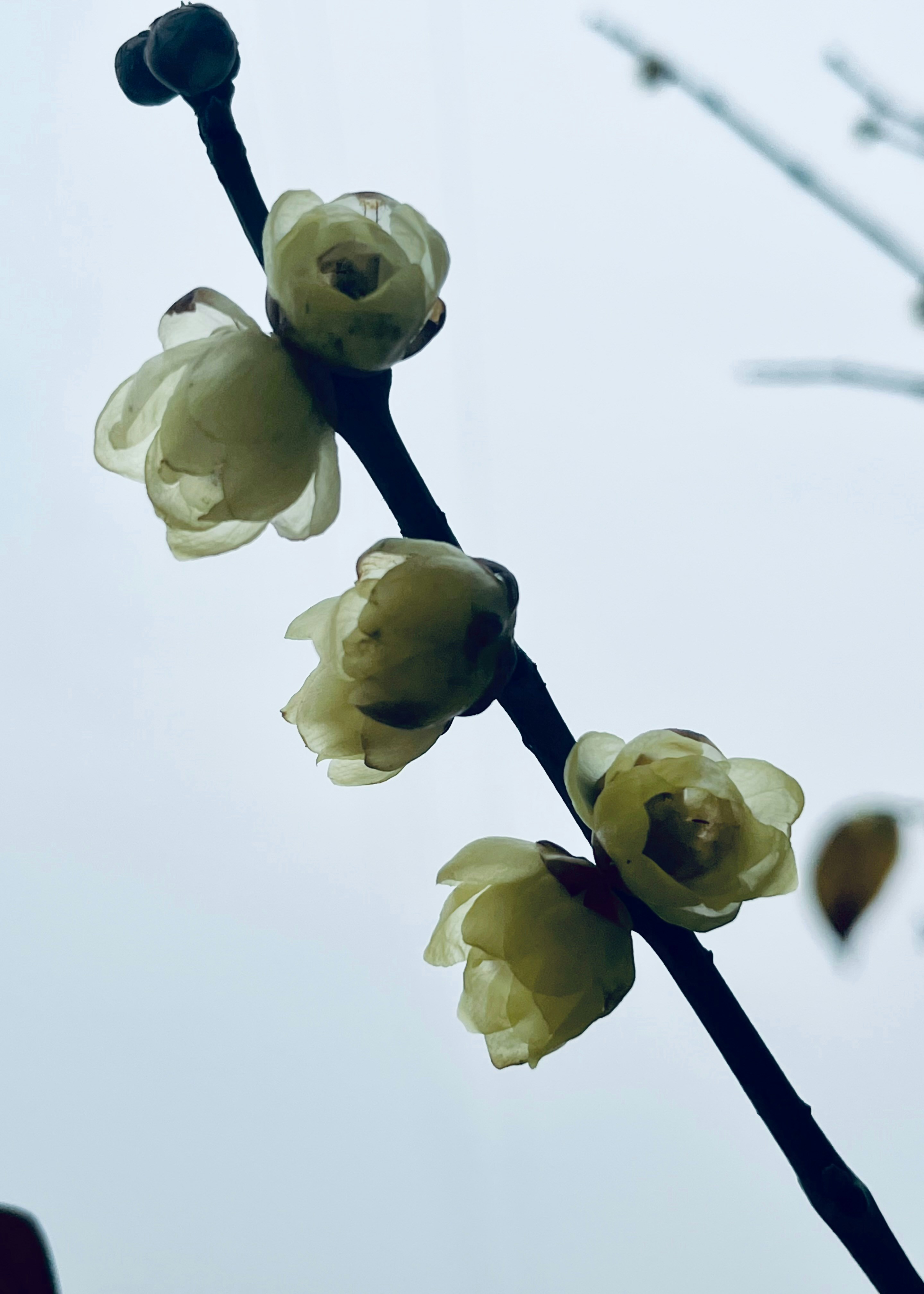 Whispering Cream Blossoms on a Diagonal Twig Against a Pale Sky