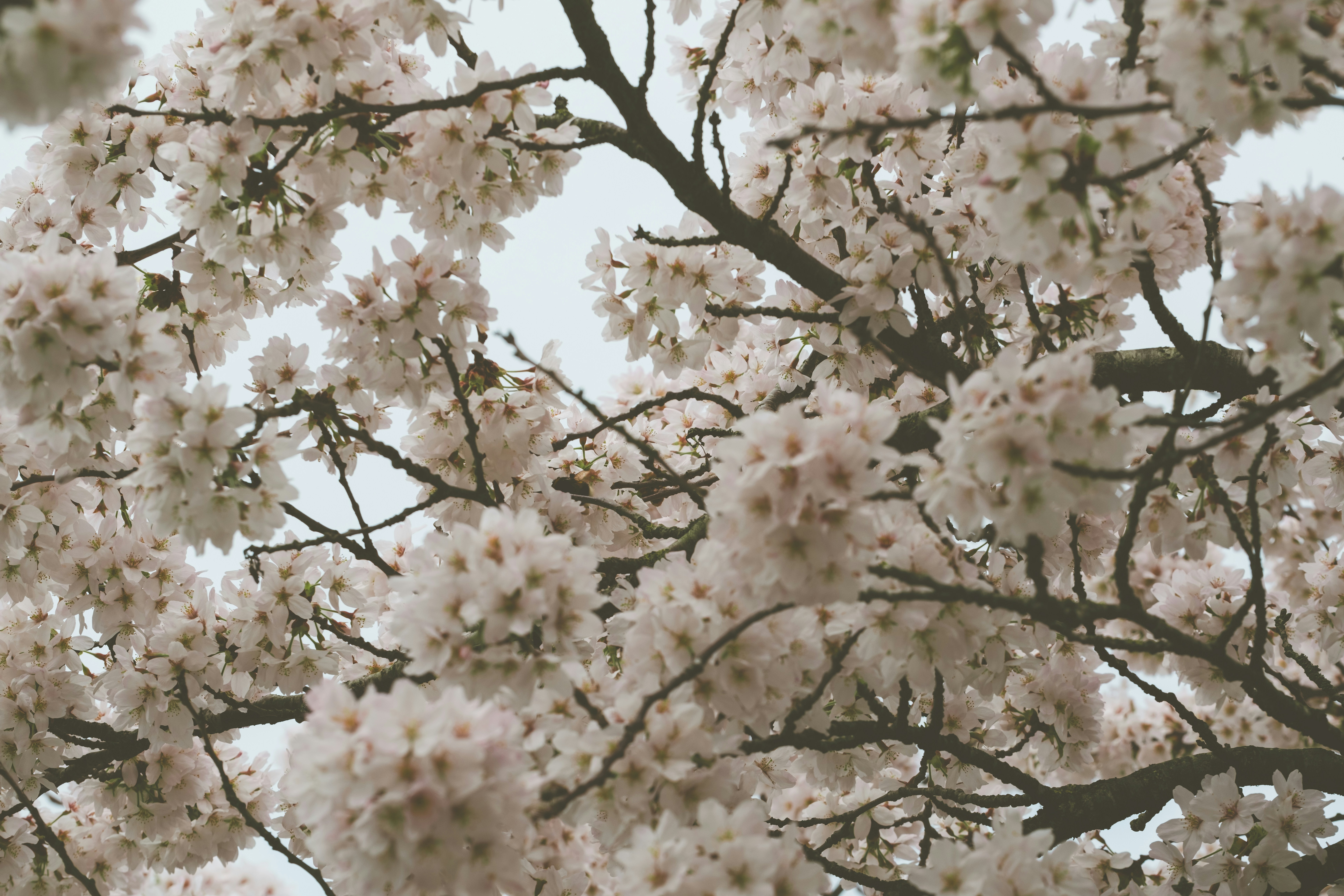 Soft Bloom Chorus: Cherry Blossoms Weaving Through Spring Light