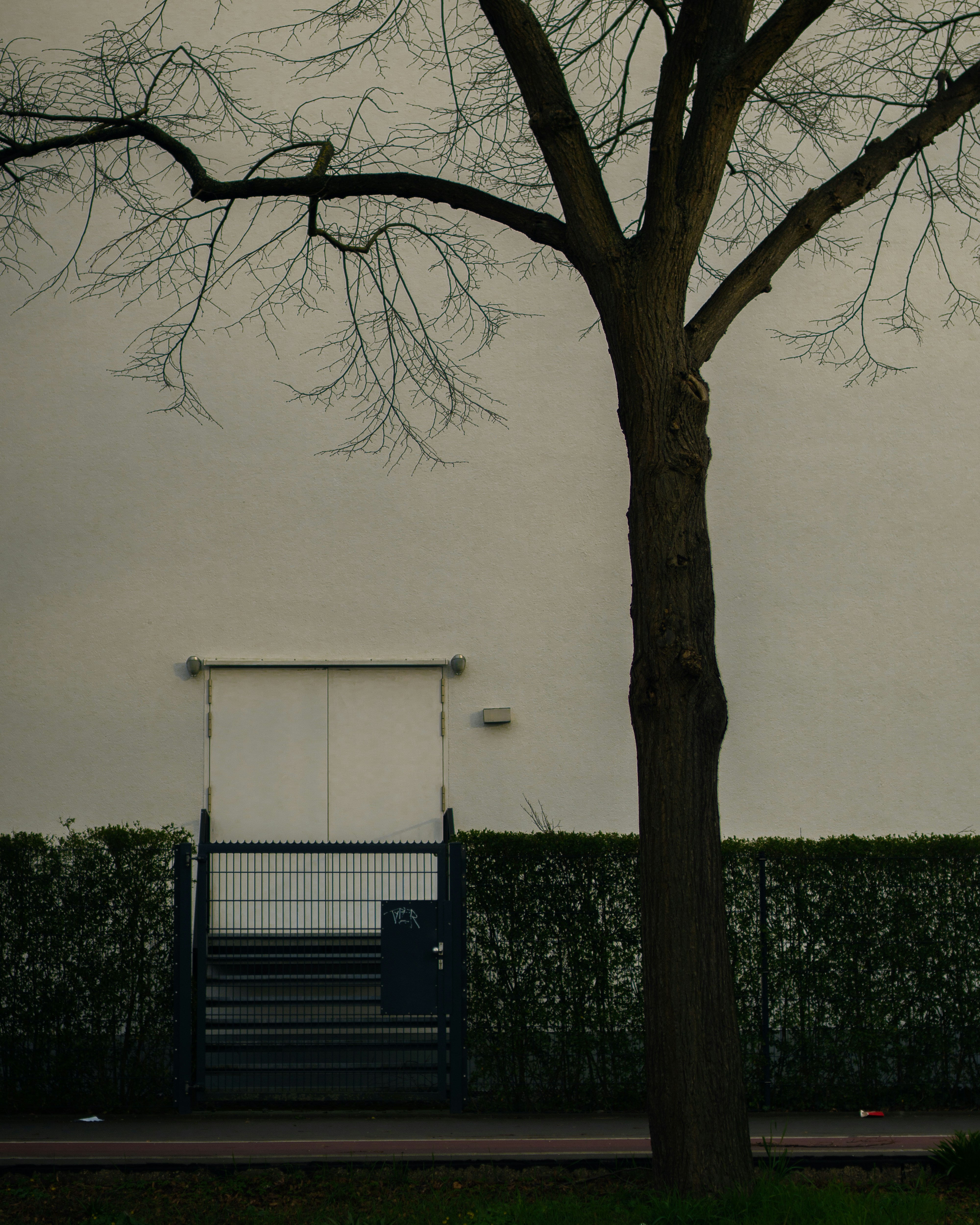 Blue Gate Framed by a Silent Tree Against a Quiet White Wall