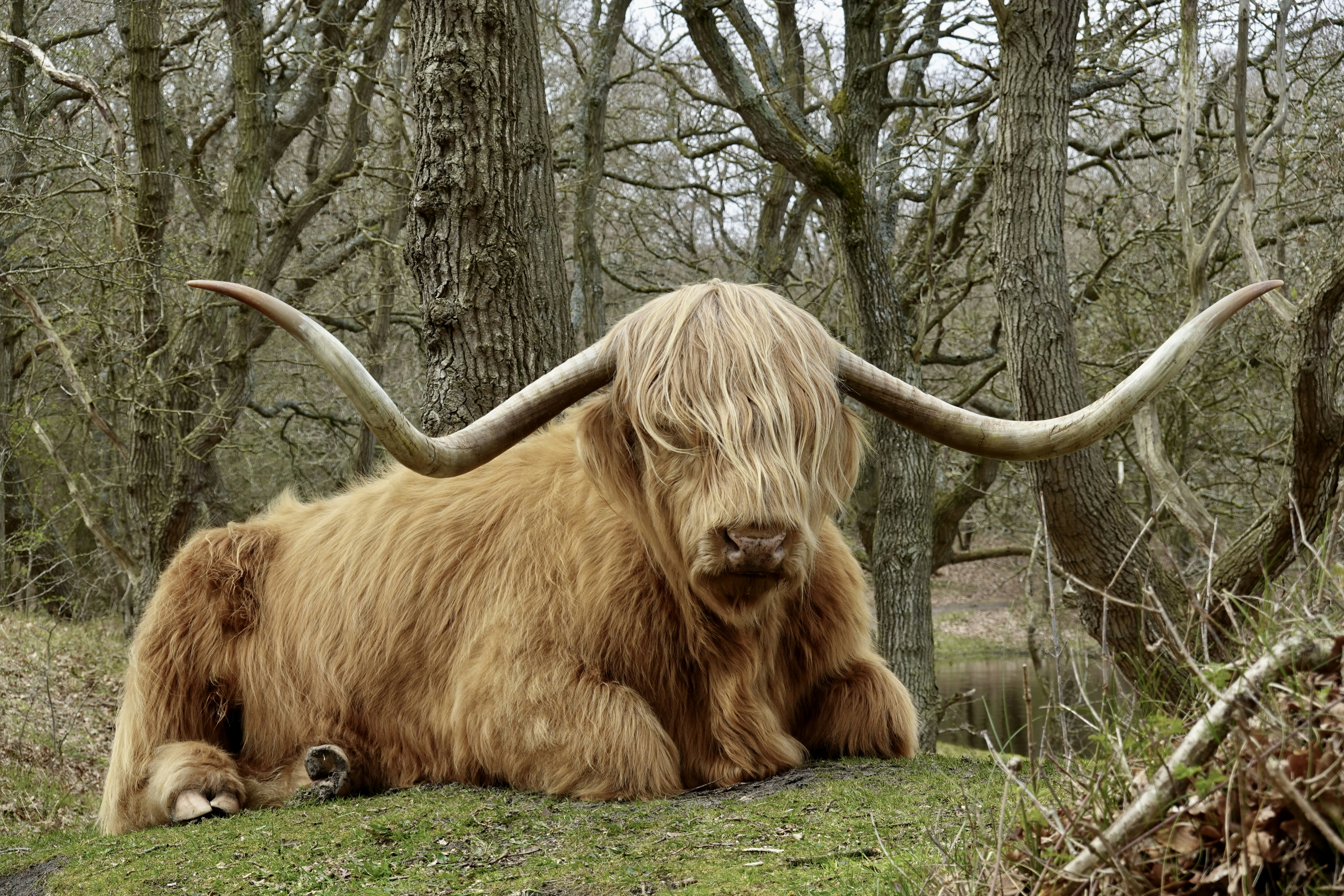 A long haired bull with large horns laying on the ground photo – Free ...