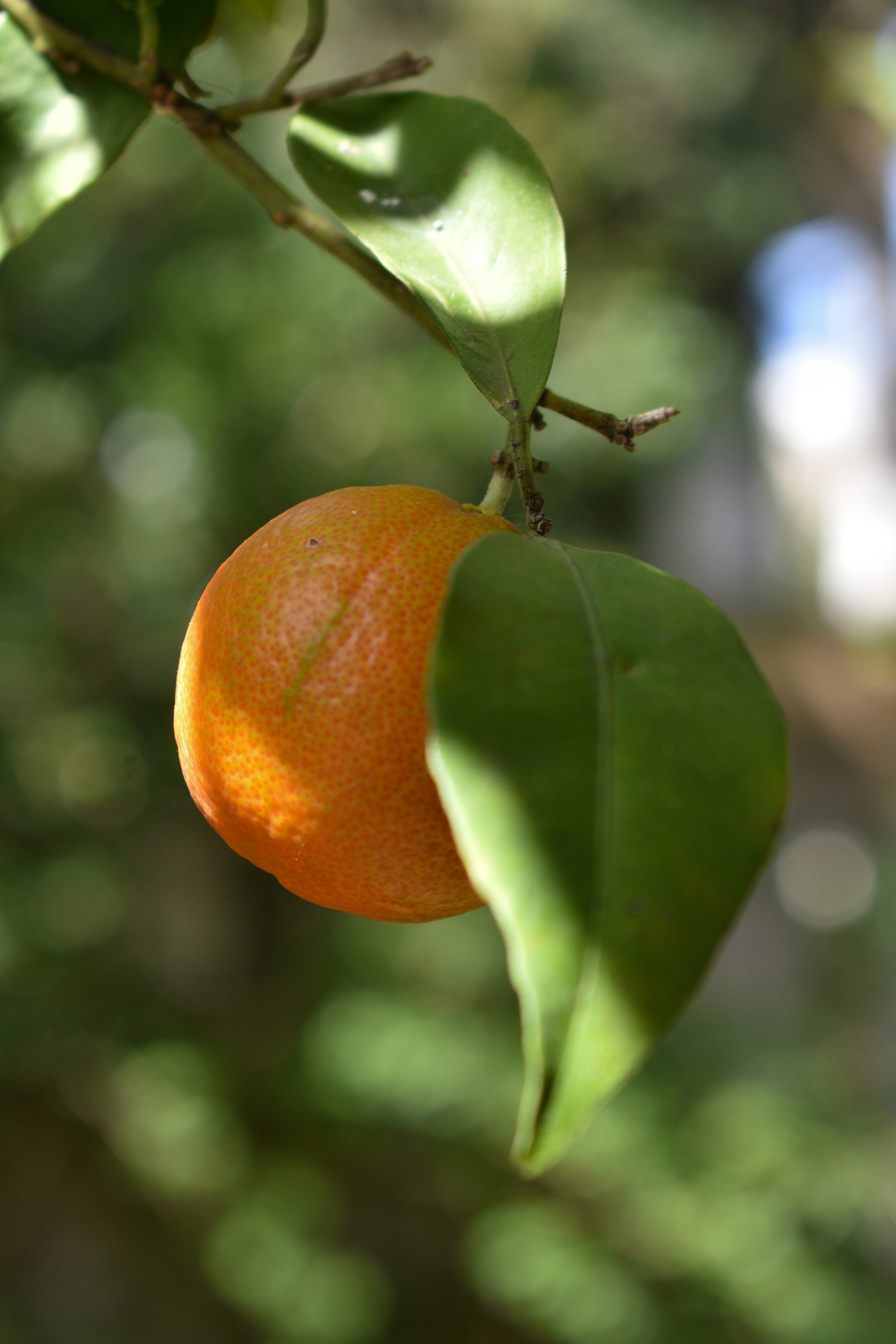 An orange hanging from a tree with leaves photo – Free Food Image on ...