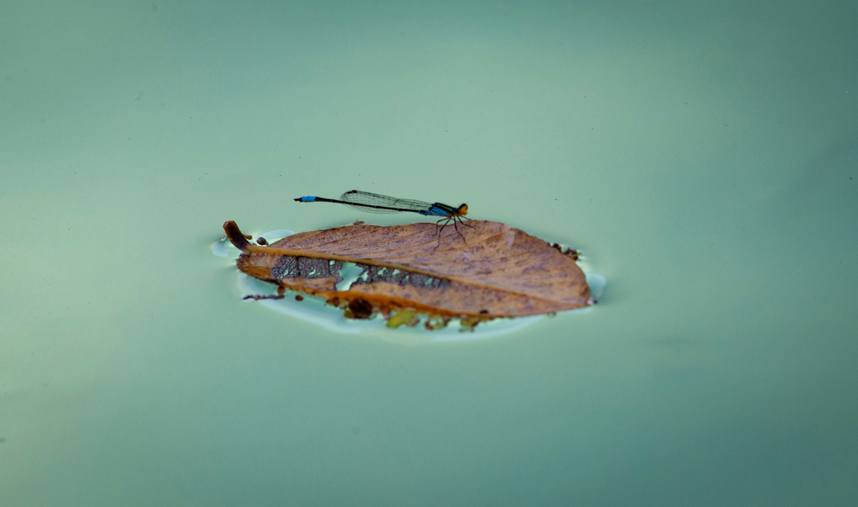 Una hoja flotando sobre un cuerpo de agua foto – Imagen de Hojas ...