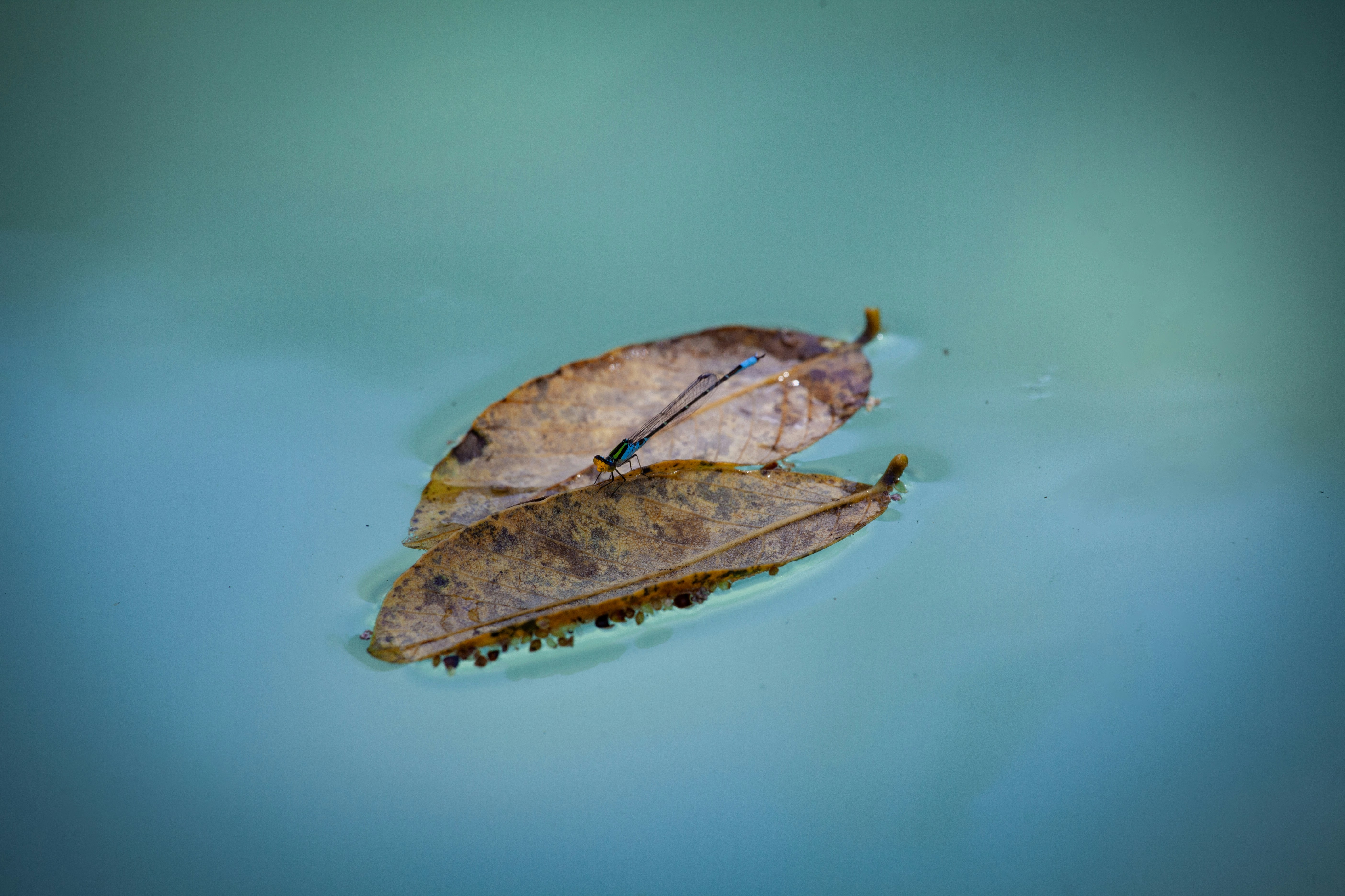 Twin autumn leaves drift on a turquoise pool