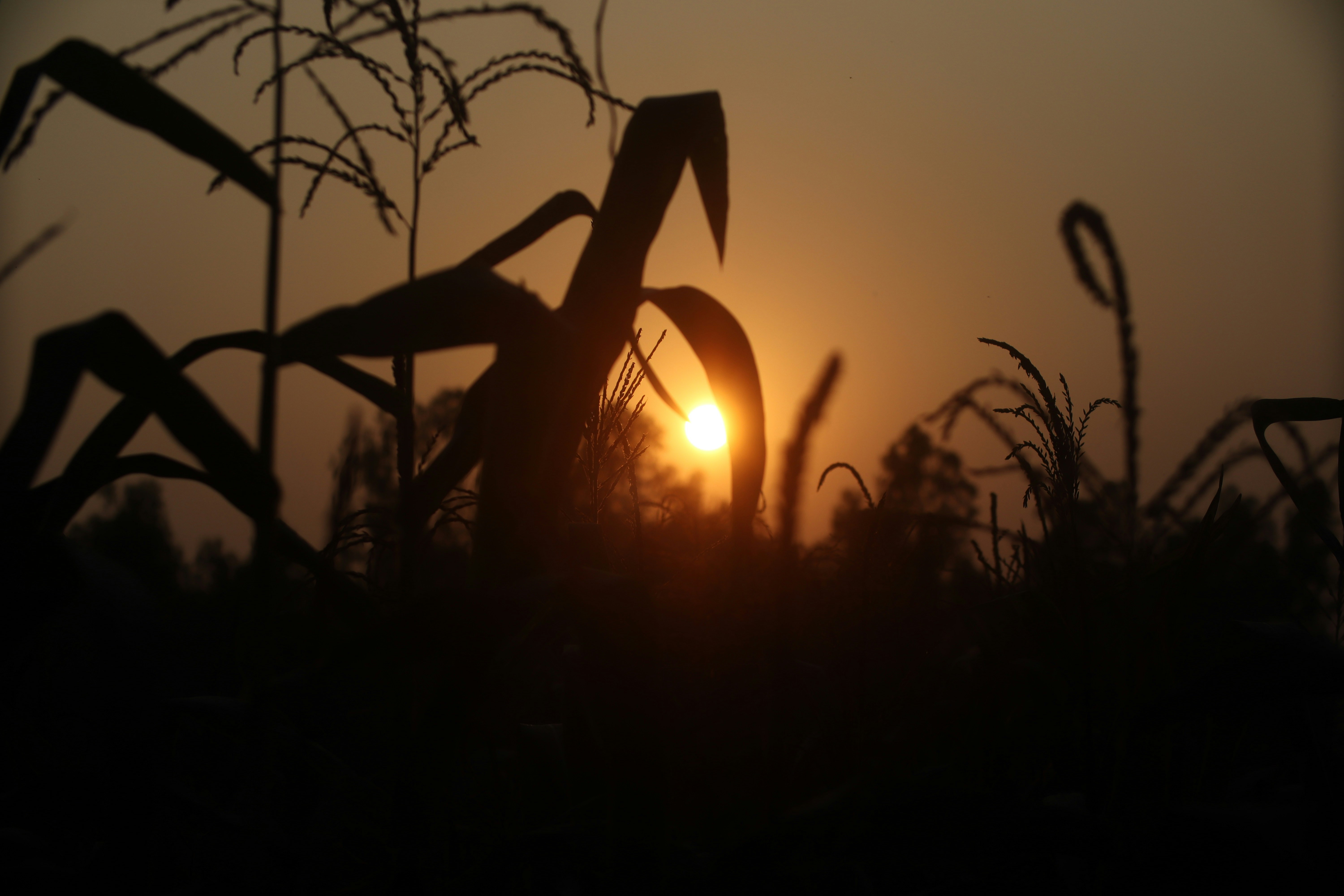 Silhouetted cornfield at golden hour