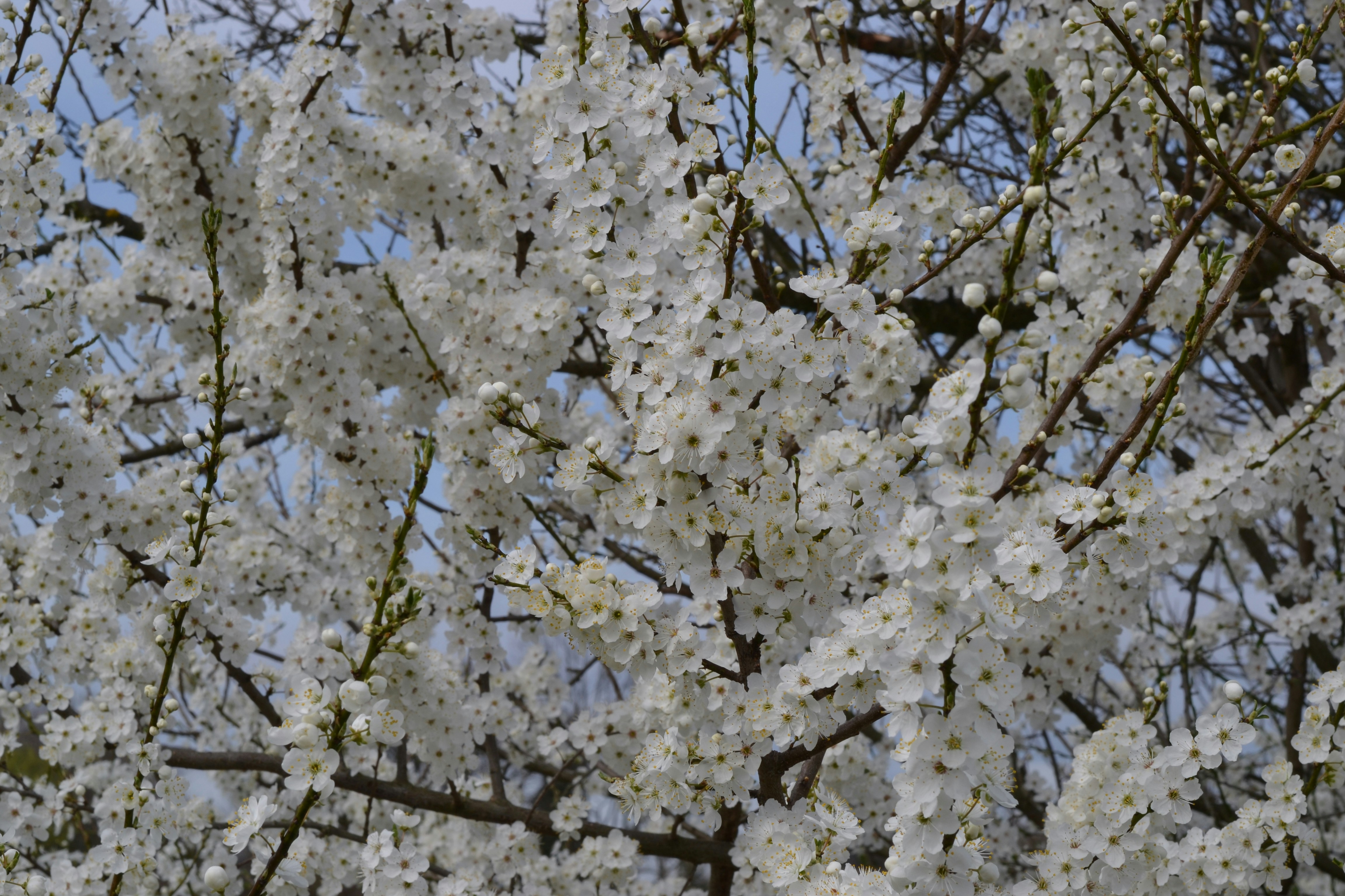 Snow-white Blossom Lattice in Spring Light