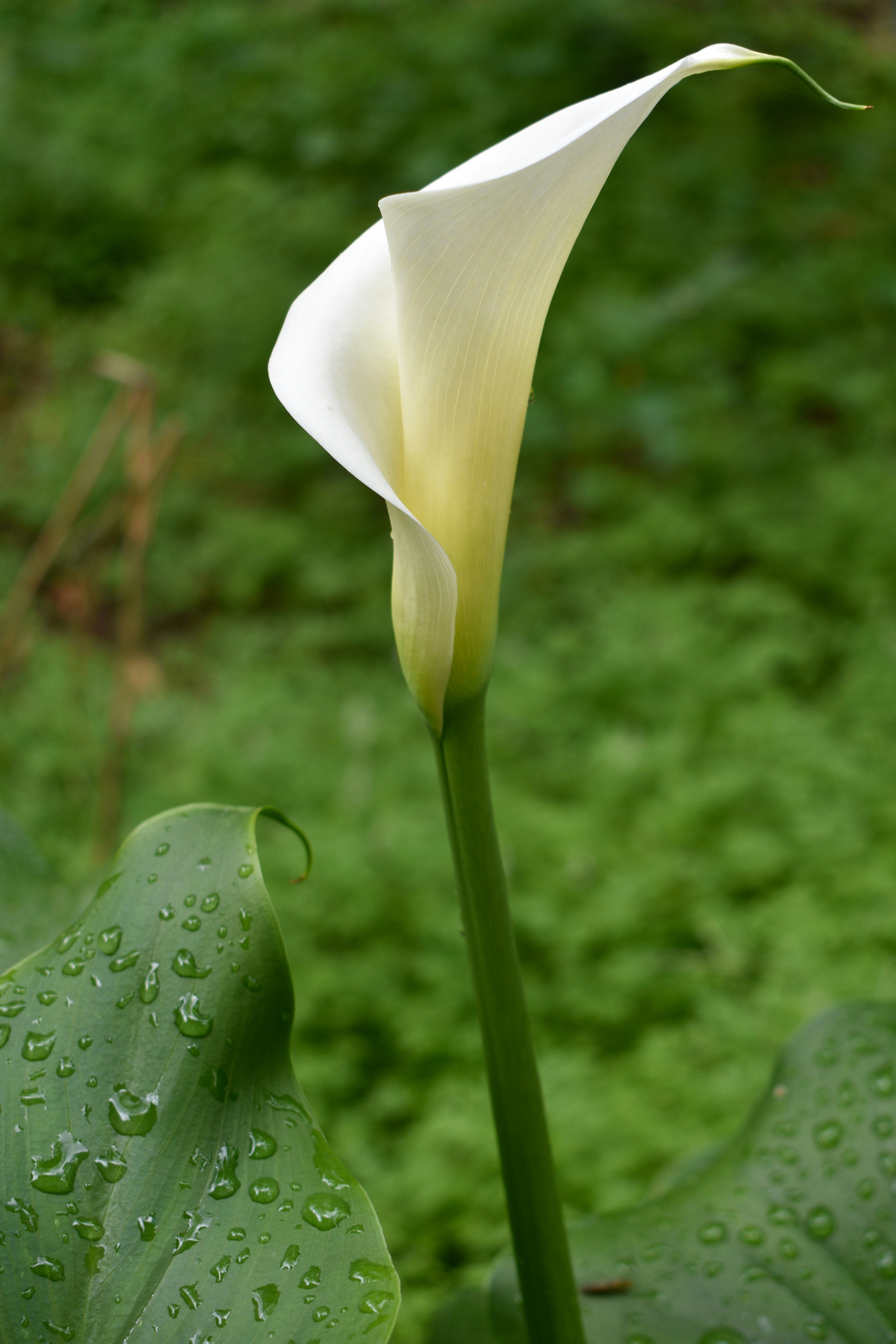 Gossamer White Calla Amid a Velvet Green Backdrop
