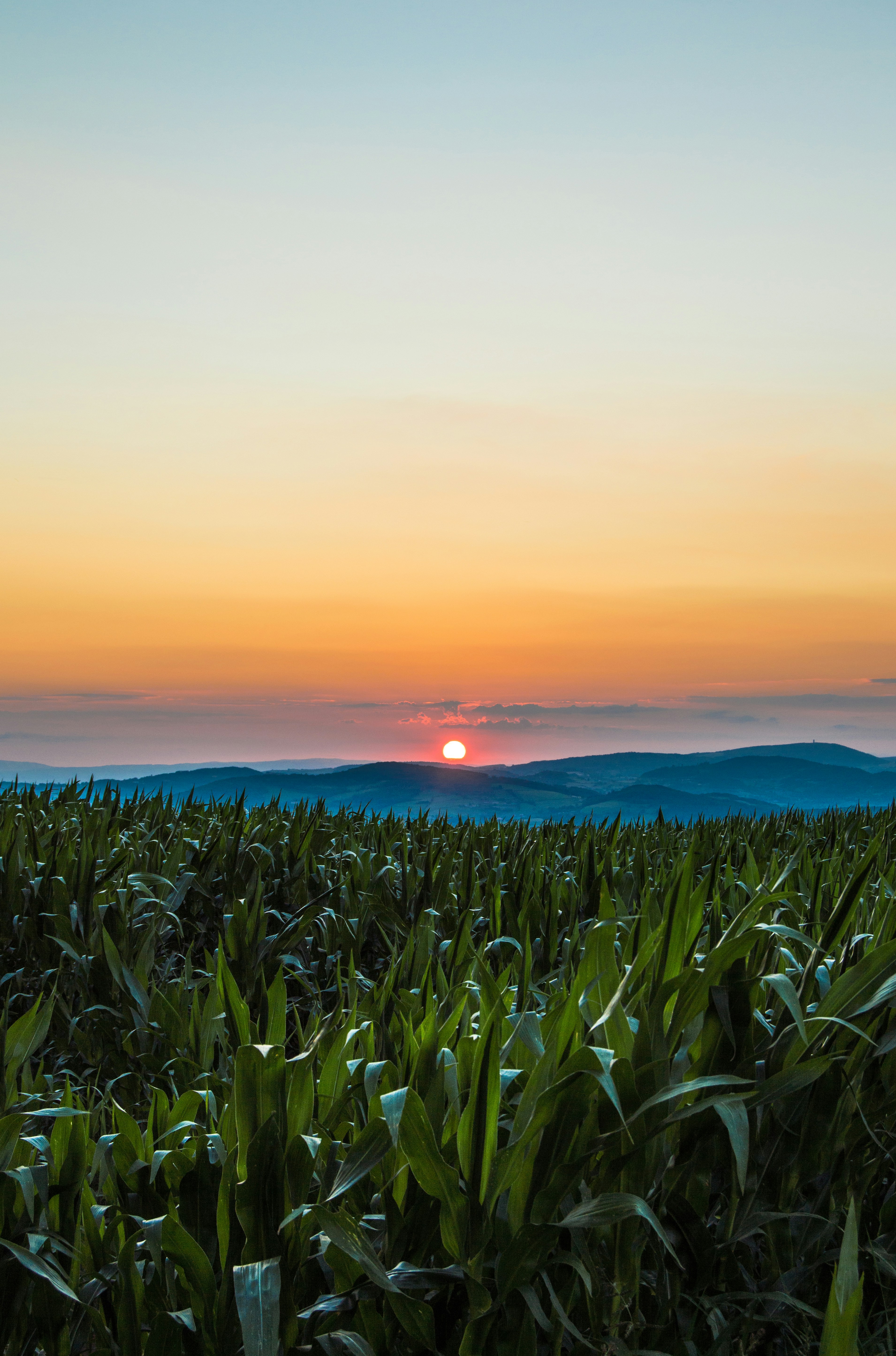 The sun is setting over a corn field photo – Free Monts du lyonnais ...