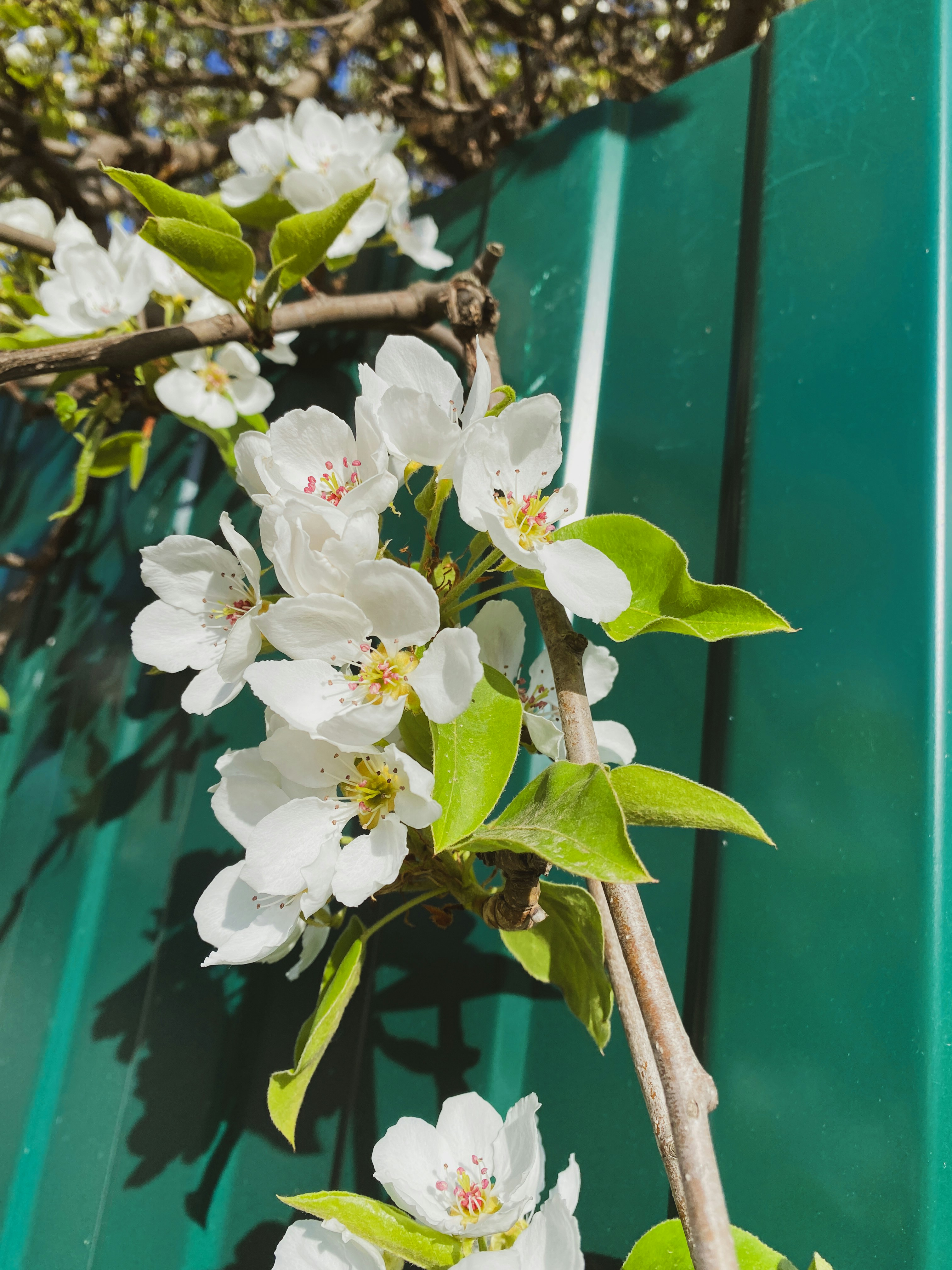 Teal Backdrop, White Bloom: Close-Up of Spring's Delicate Clusters