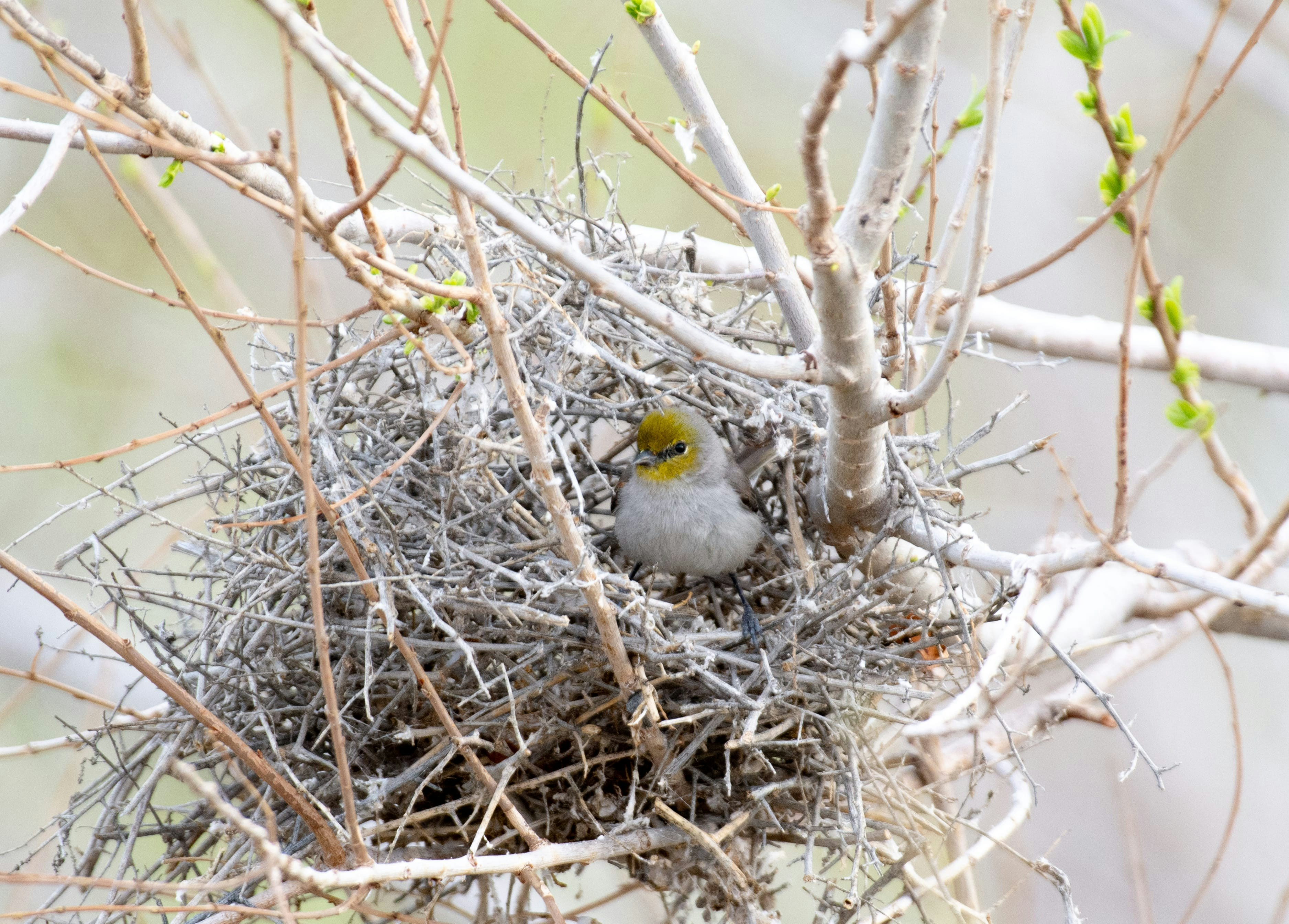 Nestled in Nature's Embrace