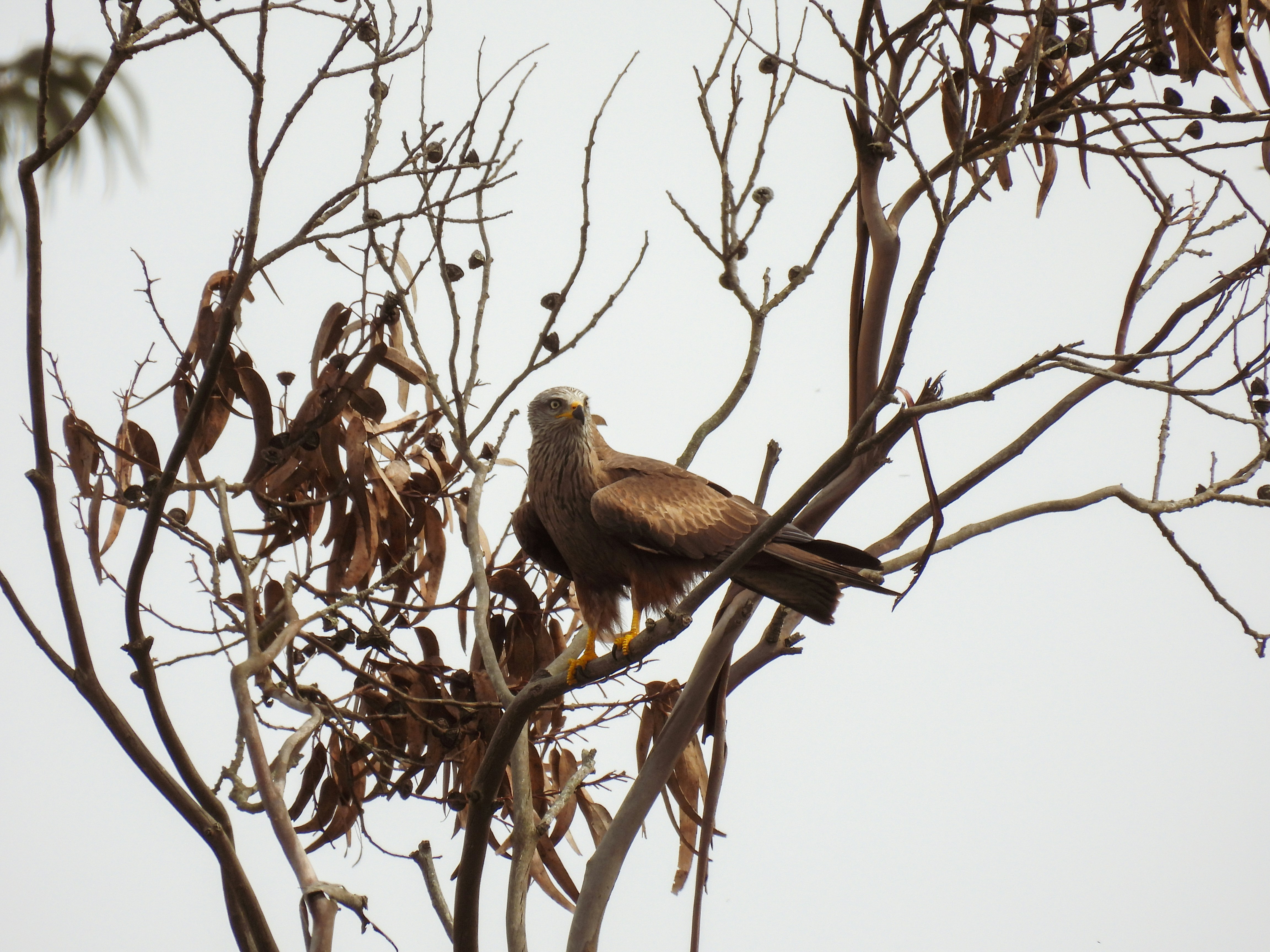 Photo by Anastasiya Dragun with Nikon COOLPIX P950