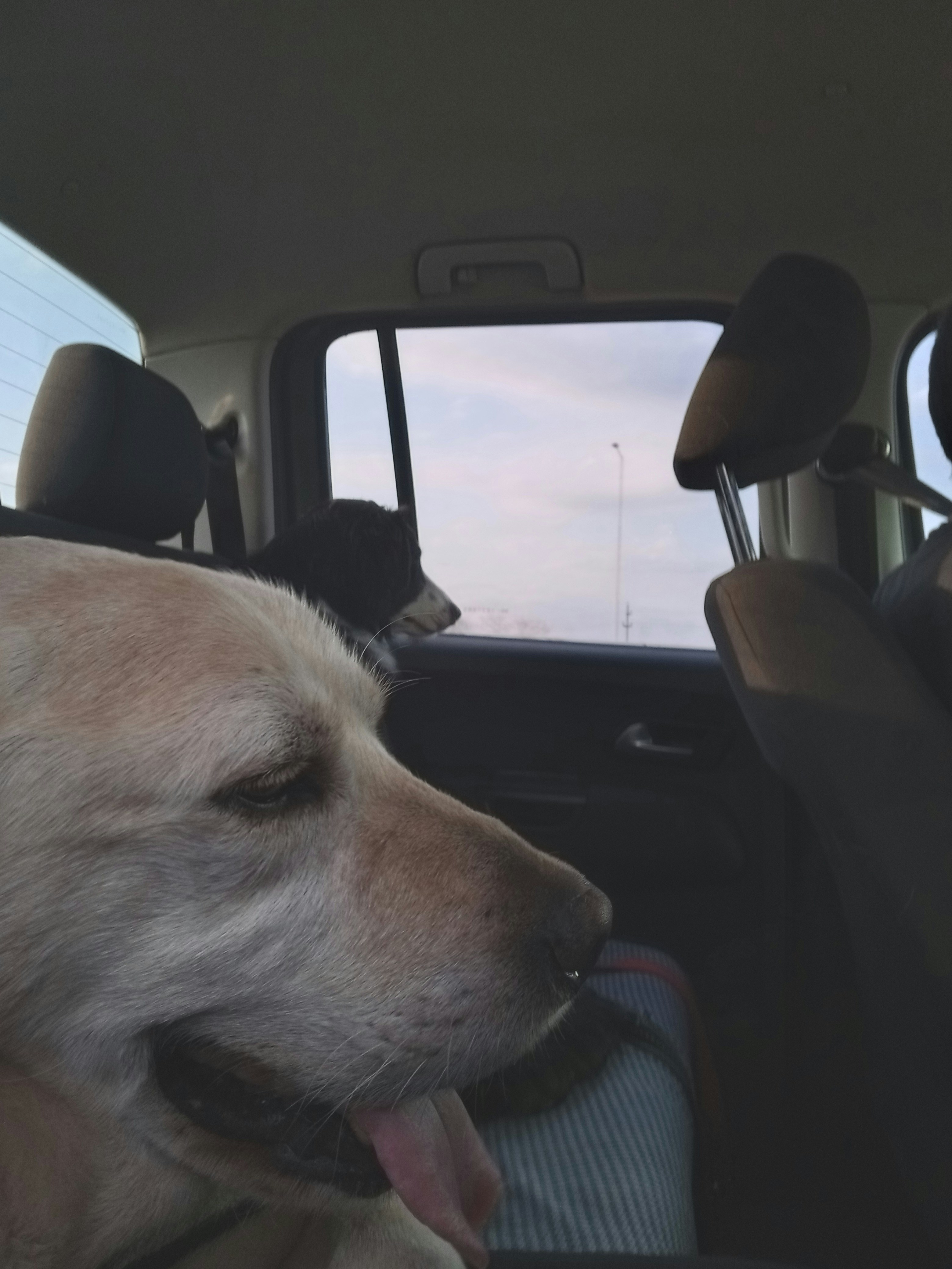 Dog Portrait in the Back Seat: Calm Grin with Open Window View
