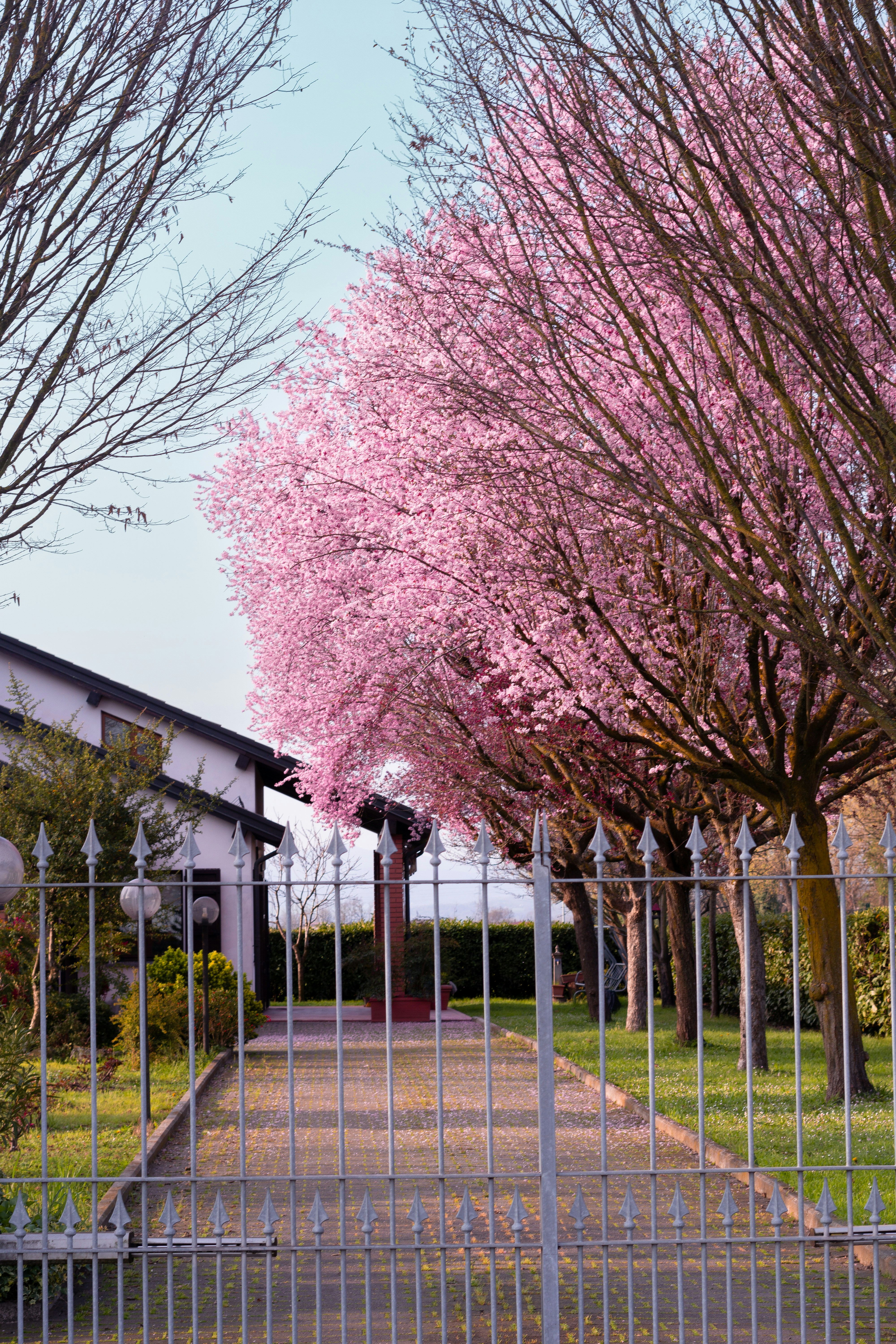 Cherry Blossom Corridor Framed by a Wrought-Iron Gate
