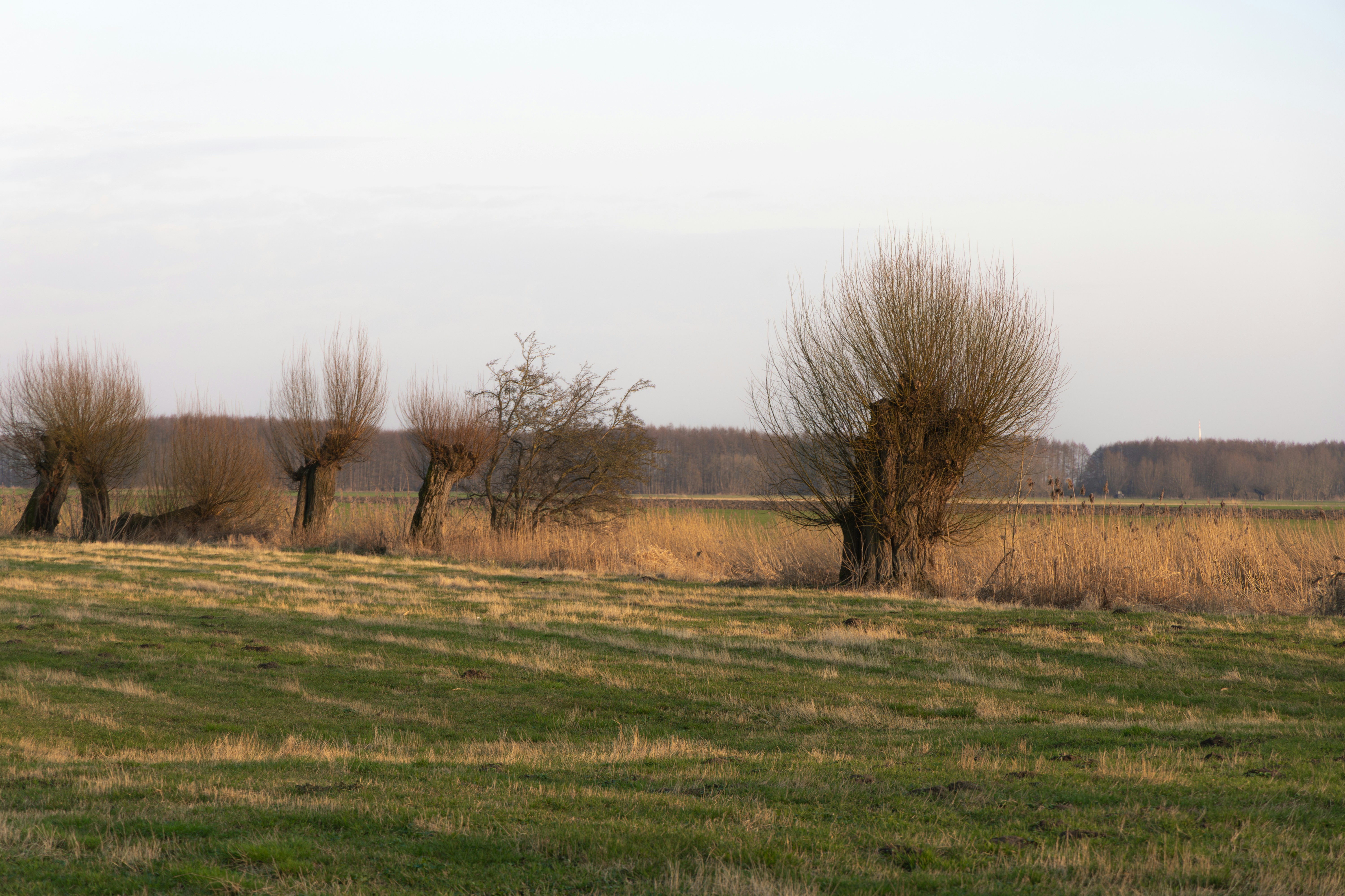 A grassy field with trees in the distance photo – Free Jazowa Image on ...
