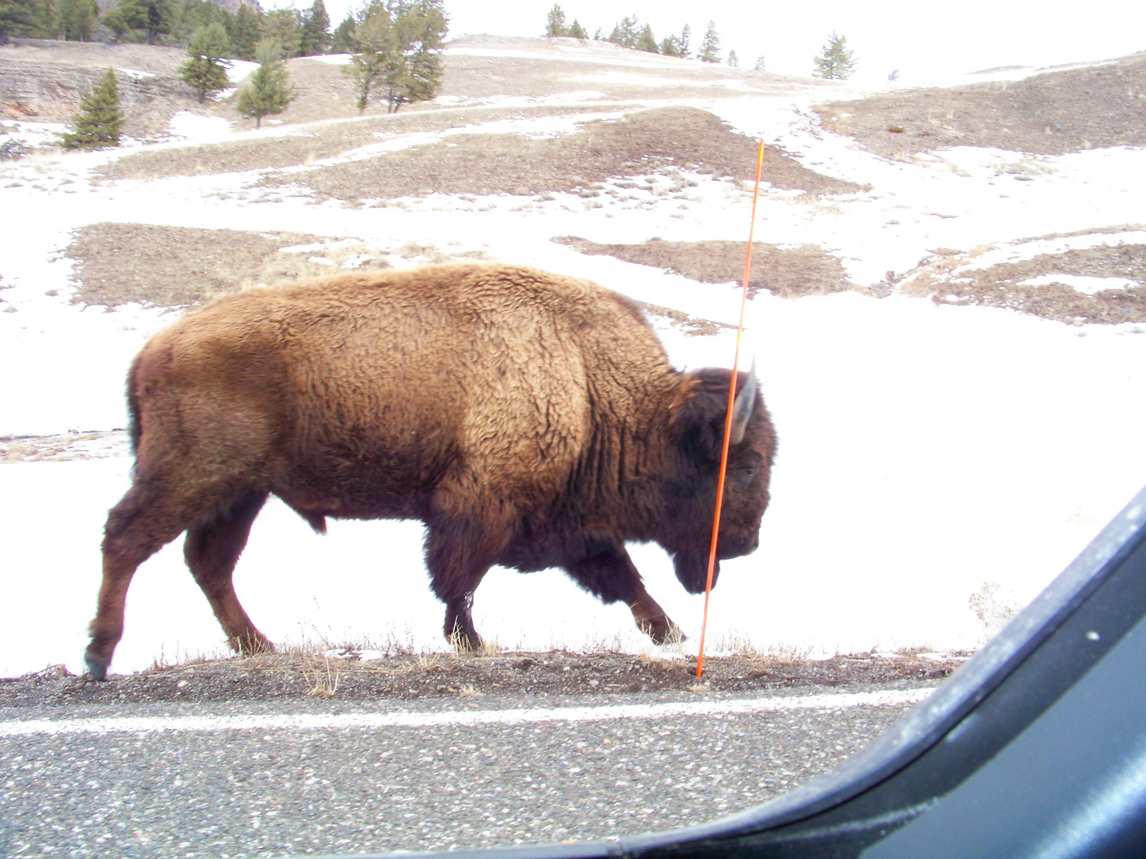 Roadside Sentinel: A Solitary Bison on a Snowy Verge