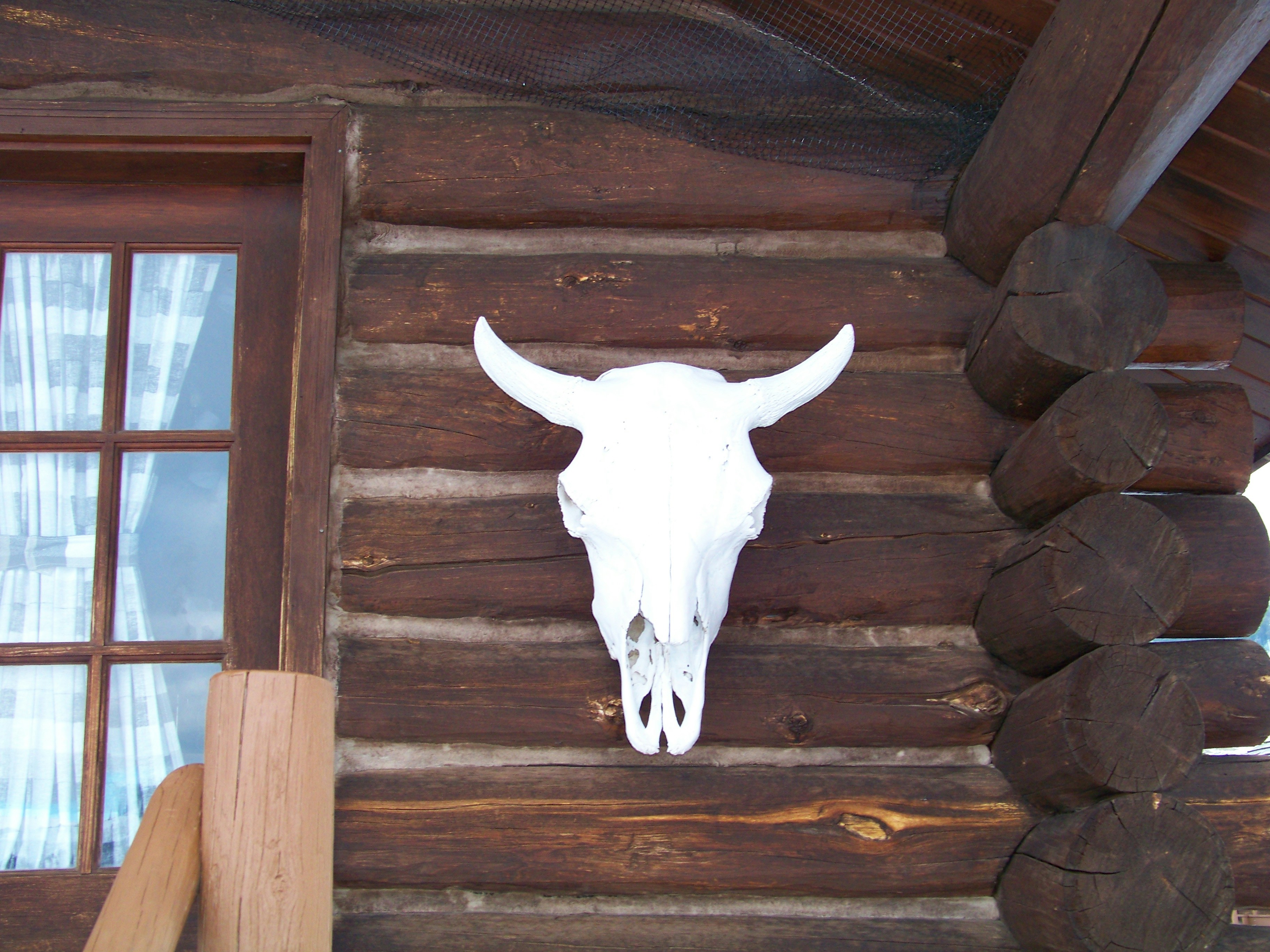 White horned skull mounted on a weathered log cabin wall beside a window.