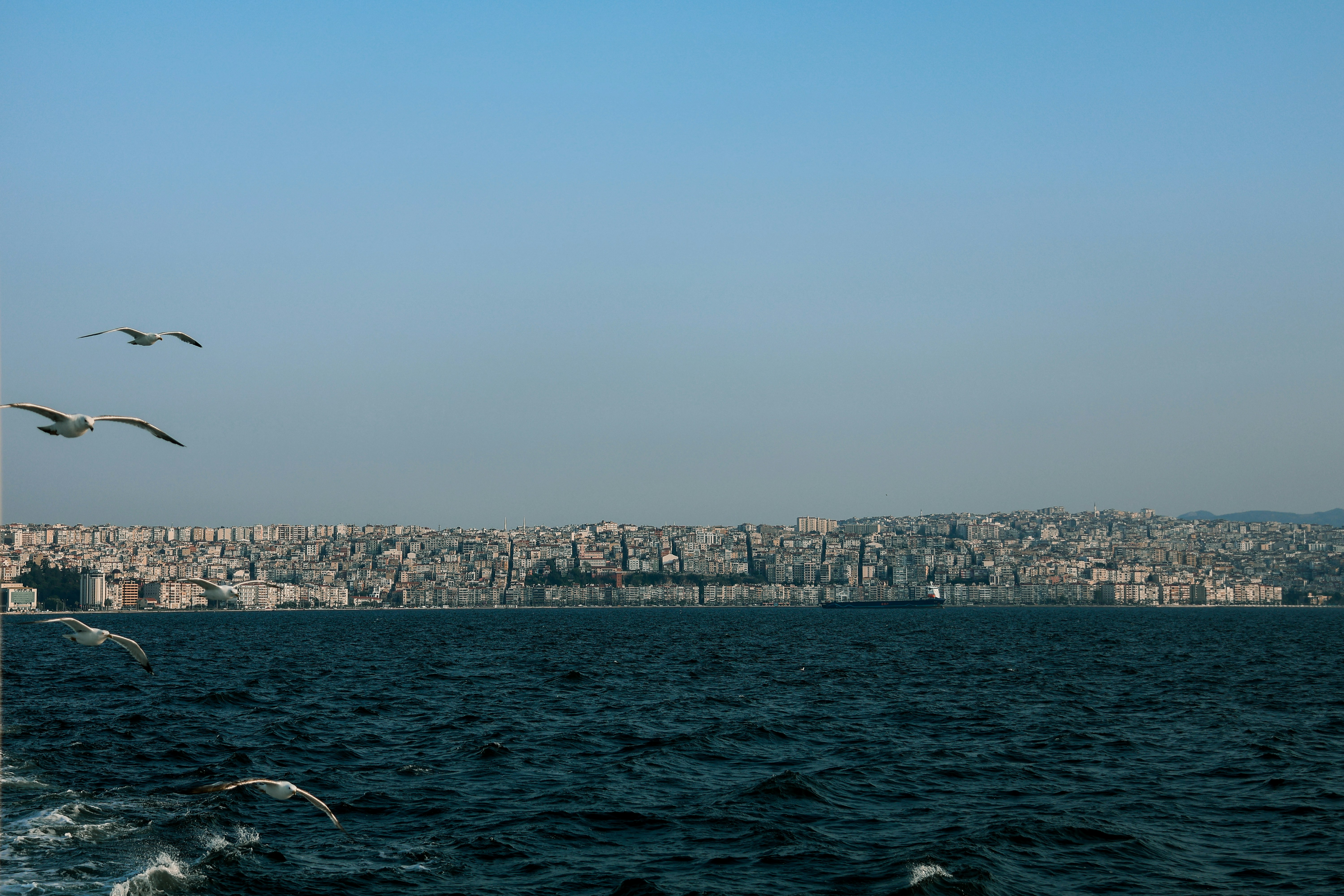 three seagulls flying over a body of water with a city in the background
