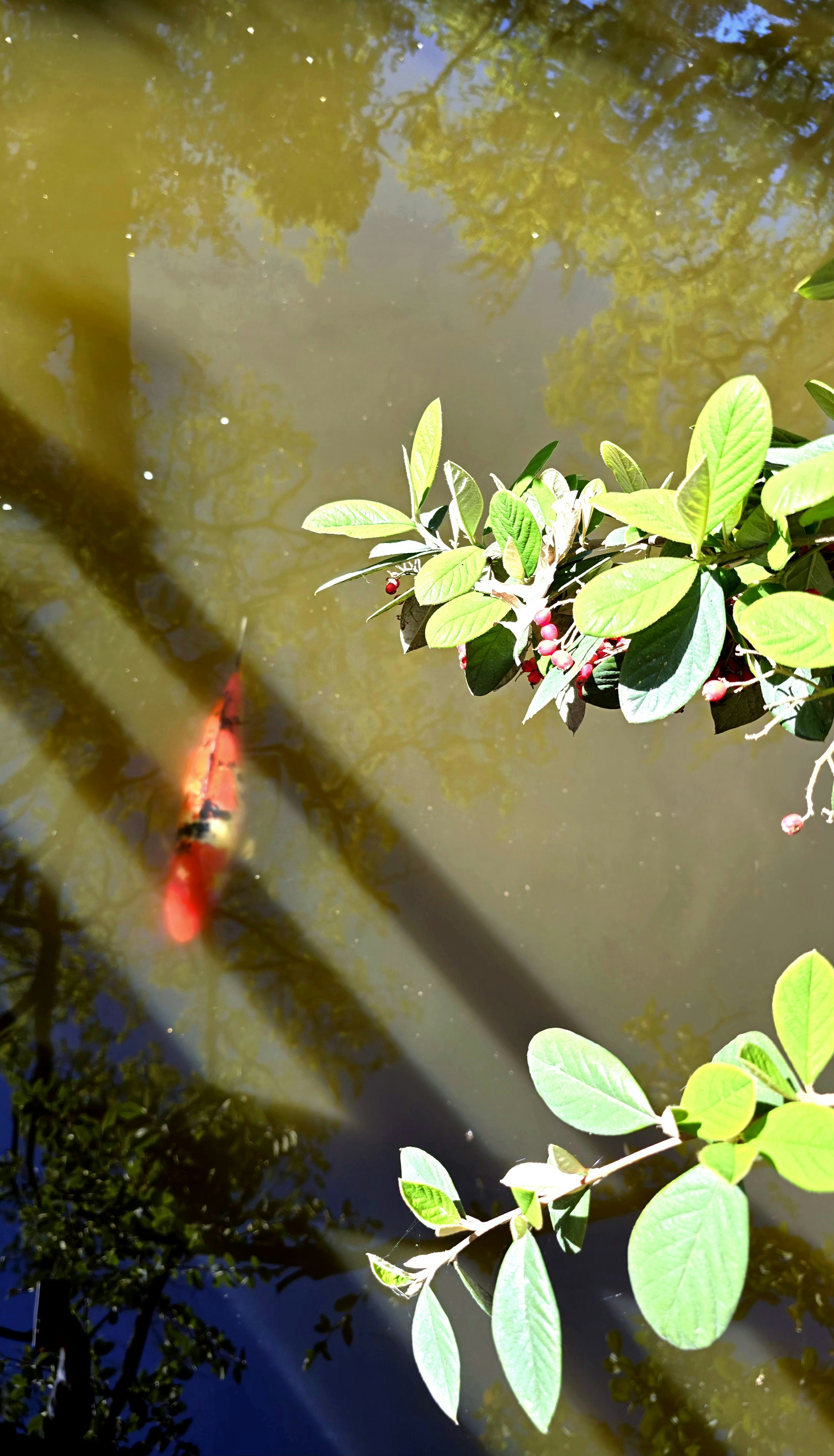 Koi and Greenery Reflections in a Shallow Pond