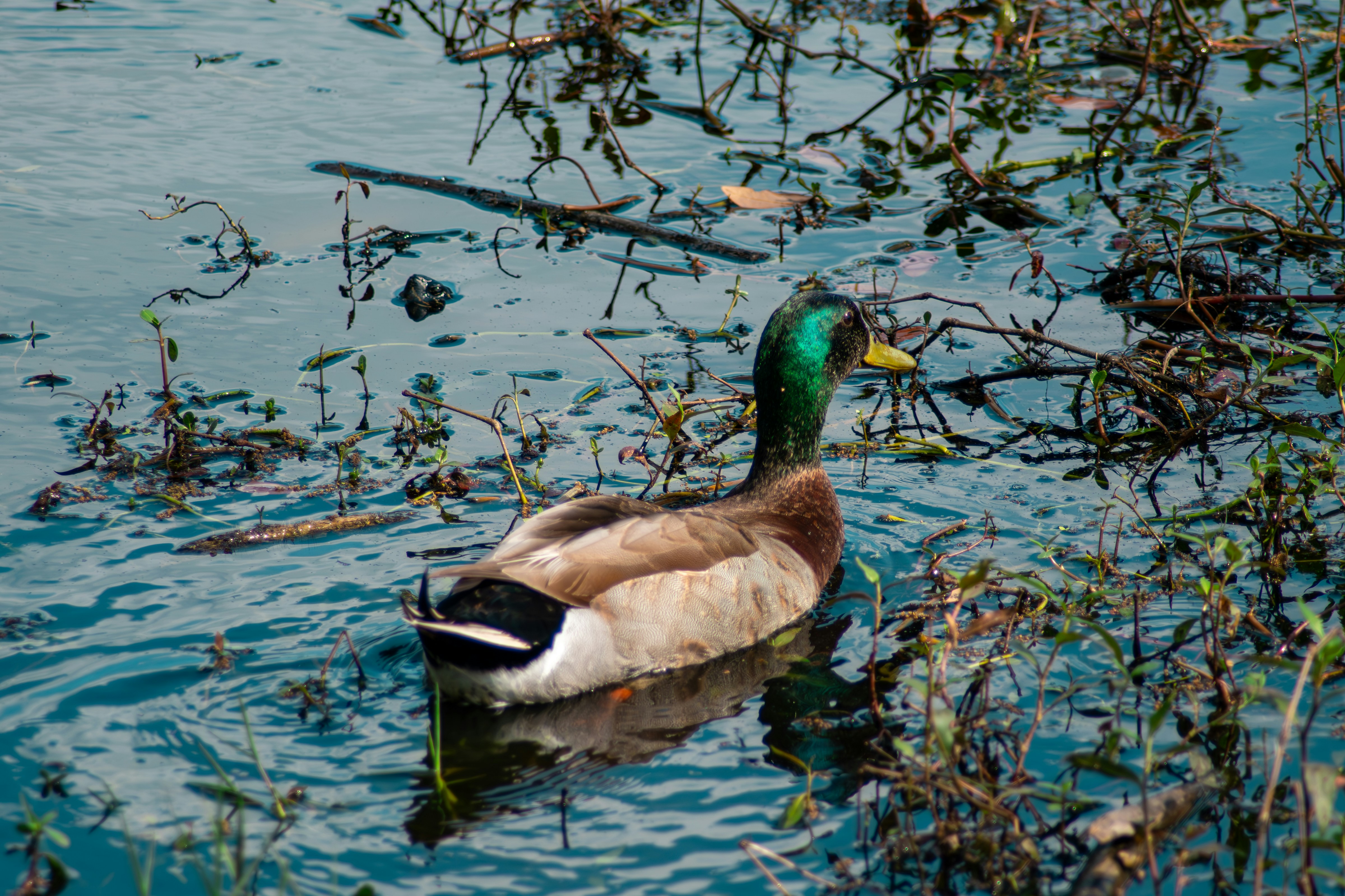 Mallard duck gliding through a serene pond, surrounded by lush aquatic vegetation. The vibrant green head contrasts beautifully with the calm blue water.