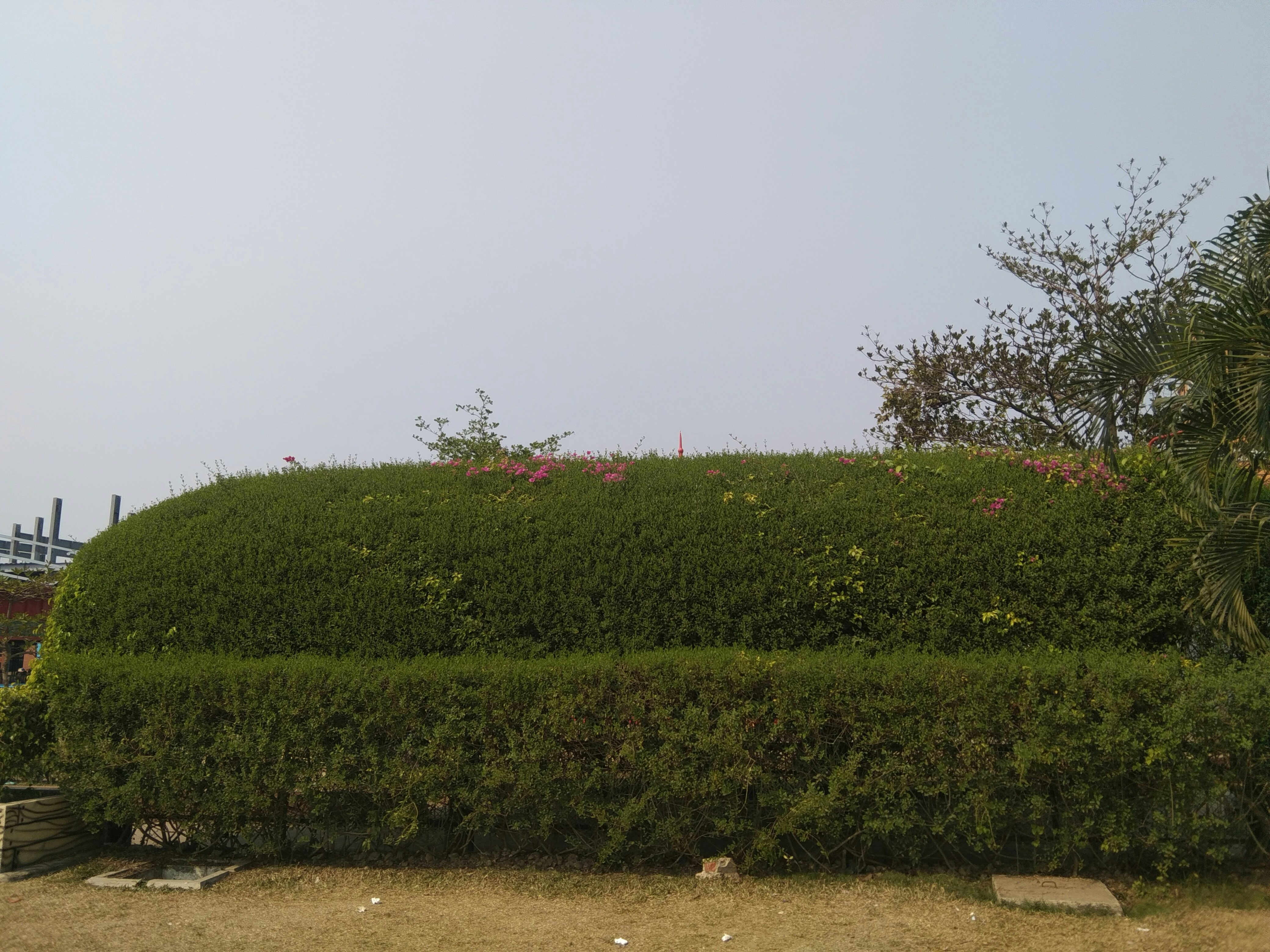 Trimmed Hedgescape Under Clear Sky